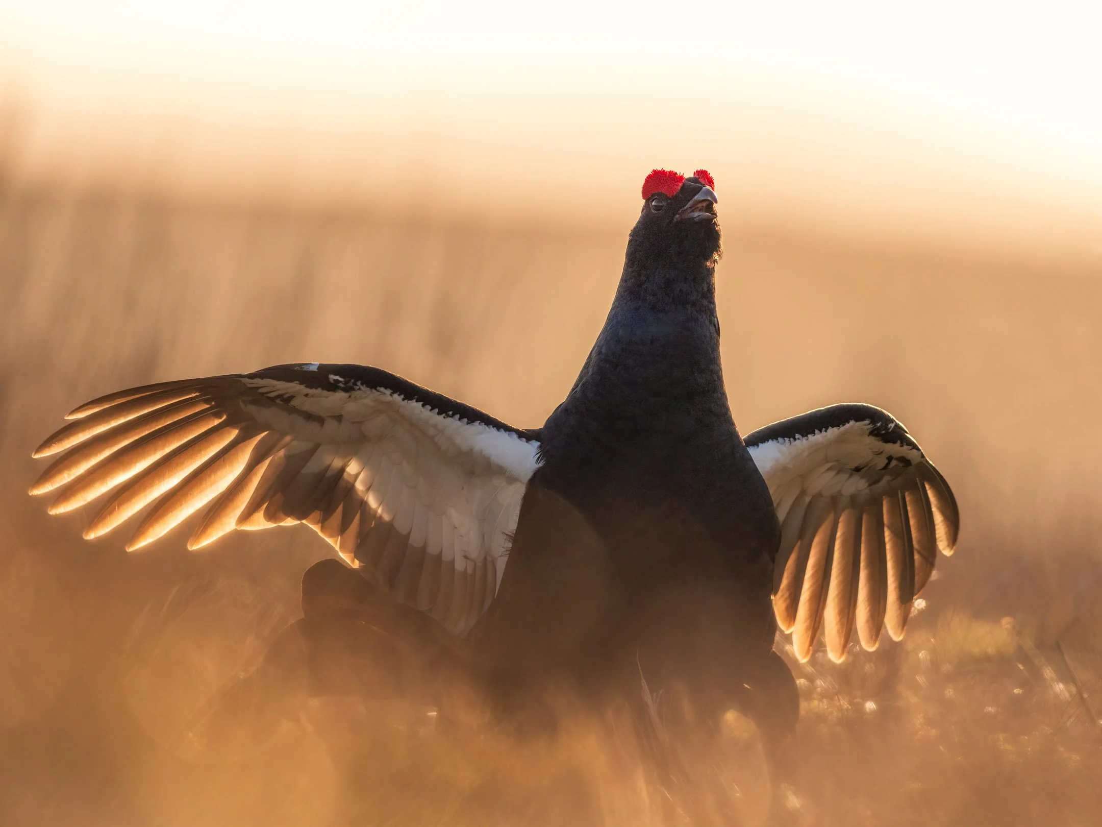 Black Grouse Lek Photography — Espen Helland Photography