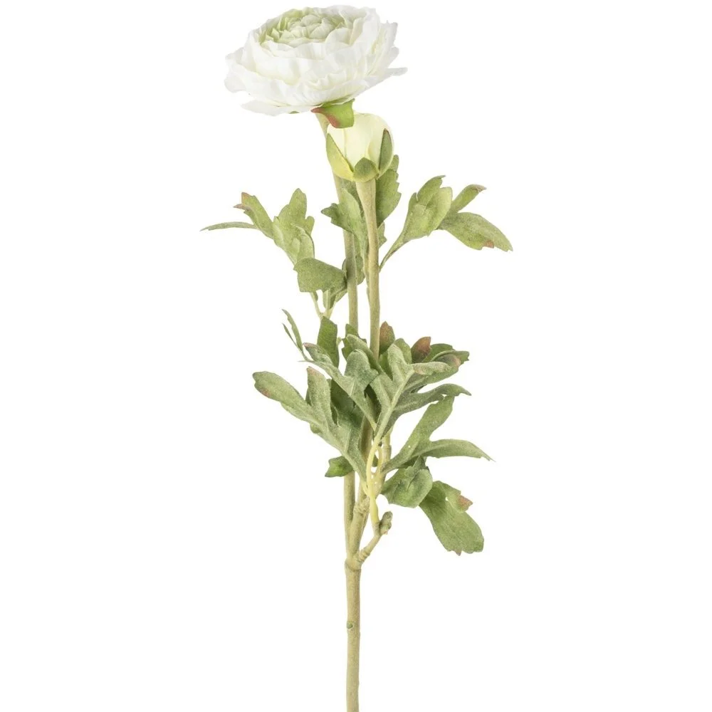 Ranunculus Stem White — Fox & Beau