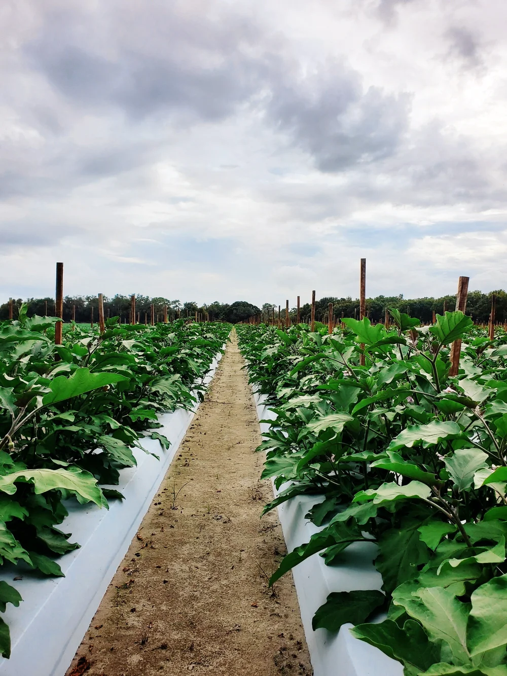 Private Label — Wiers Farm