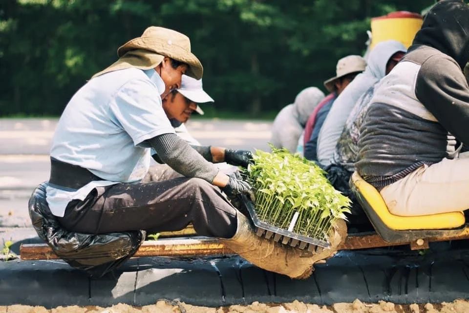 Responsible Recruitment — Wiers Farm