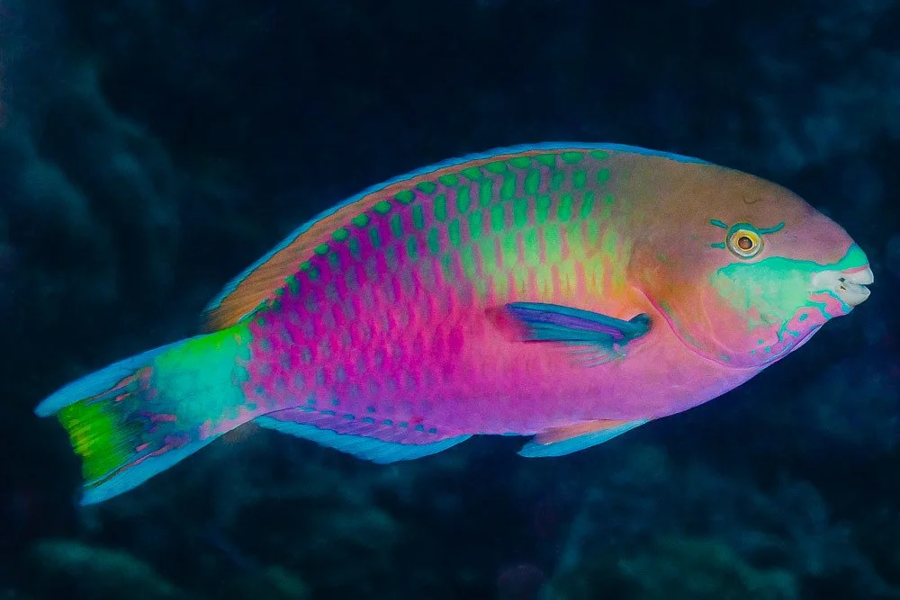 Parrotfish Education and Outreach — Conservation Key