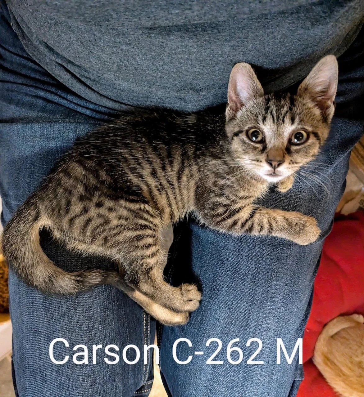 Foster Kittens — Volunteers For Animals