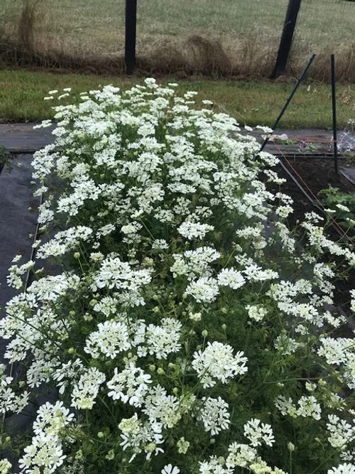 Orlaya Seeds — Manning Gardens Flower Farm