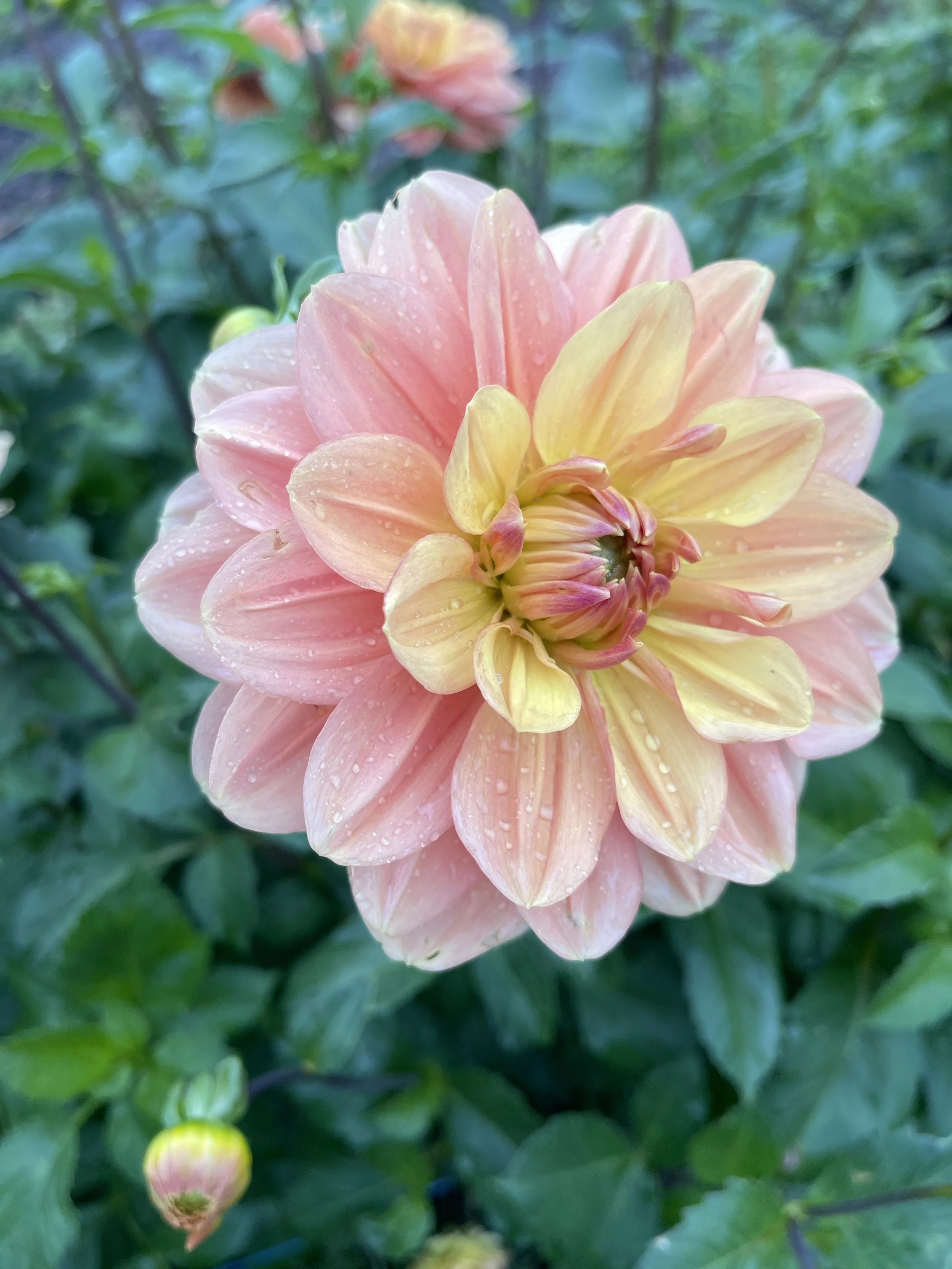 Clearview Peachy, Premium Dahlia Tubers, seeds & seasonal cut flowers ...