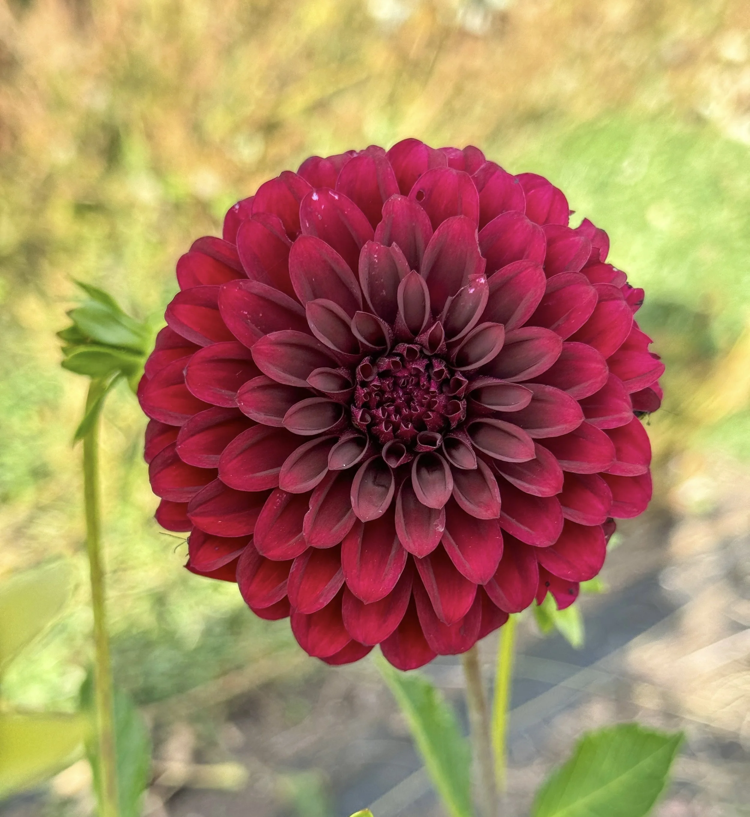 Clearview Peachy, Premium Dahlia Tubers, seeds & seasonal cut flowers ...