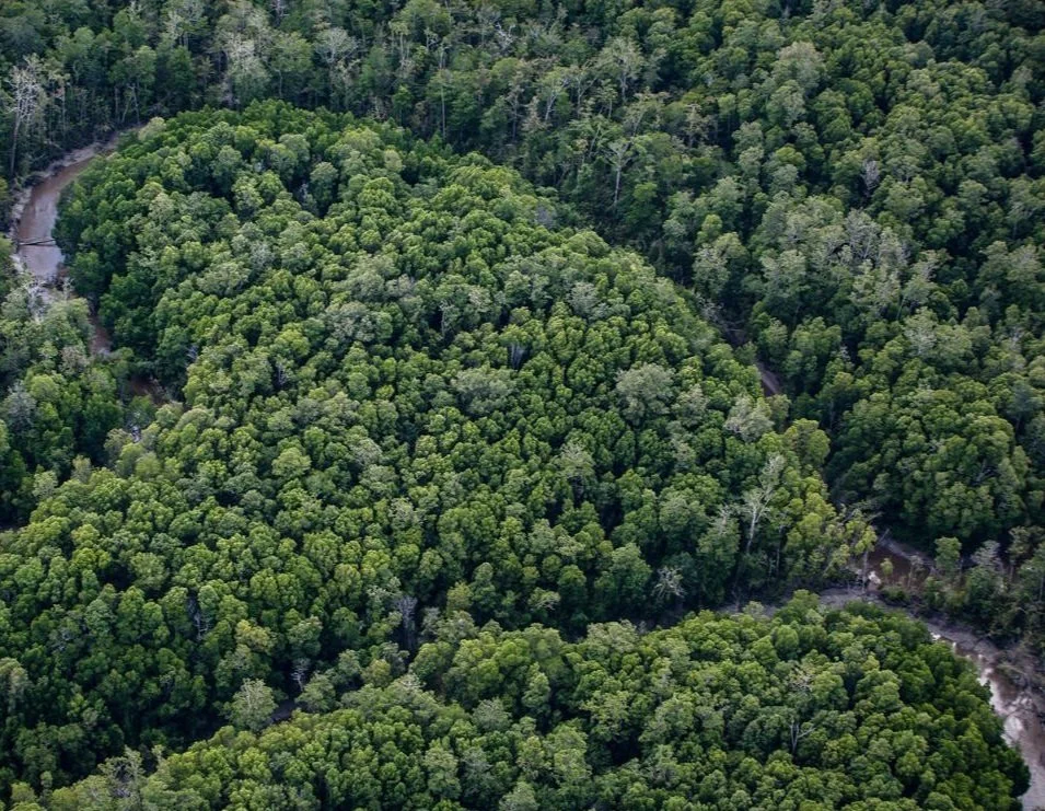 Our Mission — Anodamine Incorporated