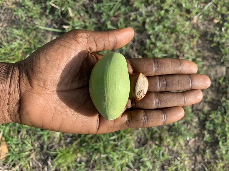 Shea: The Mother of all African Trees – Surveillance Ghana Archives