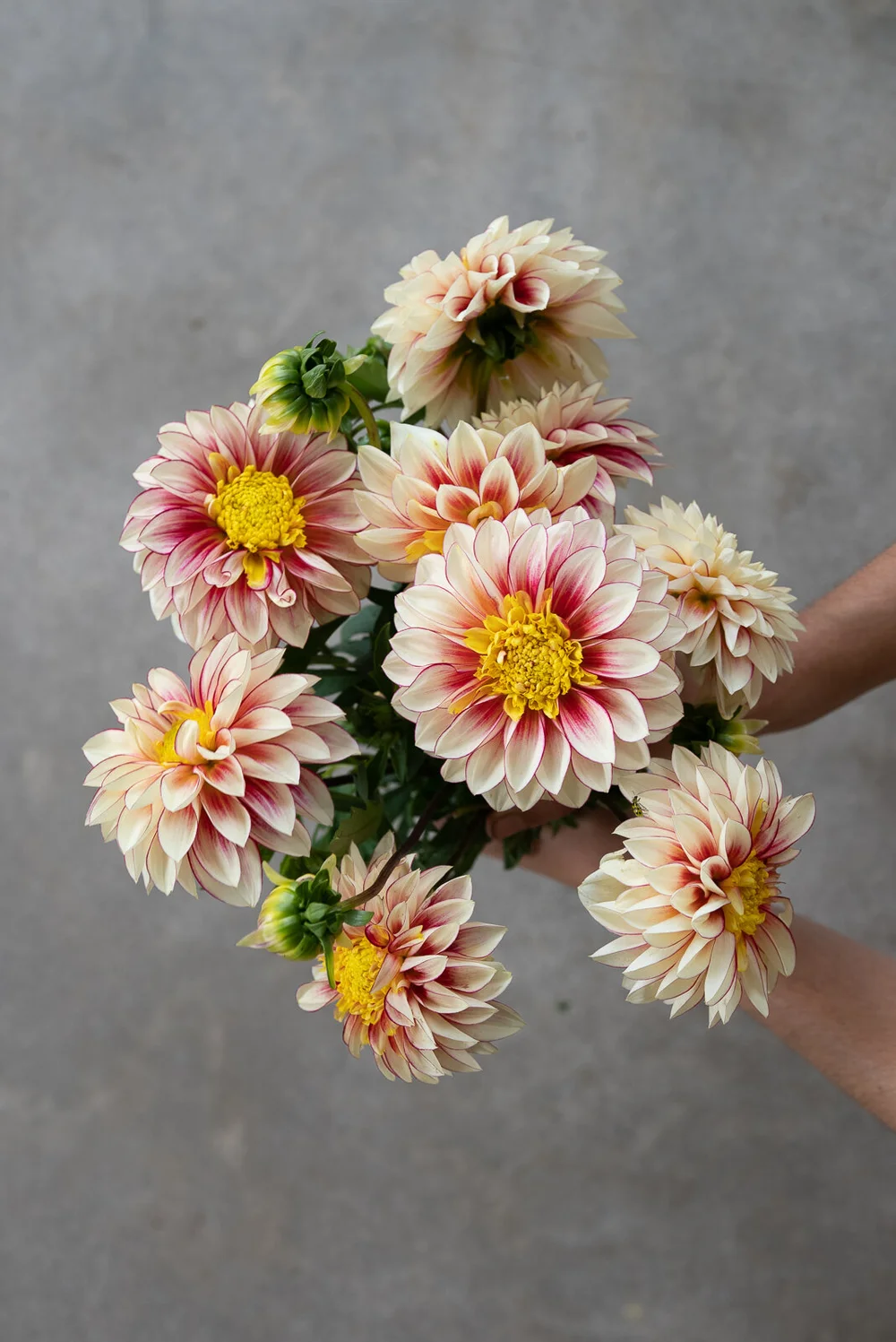 Bloomquist Compare Dahlia Tubers - Stunning Blooms for Your Garden ...