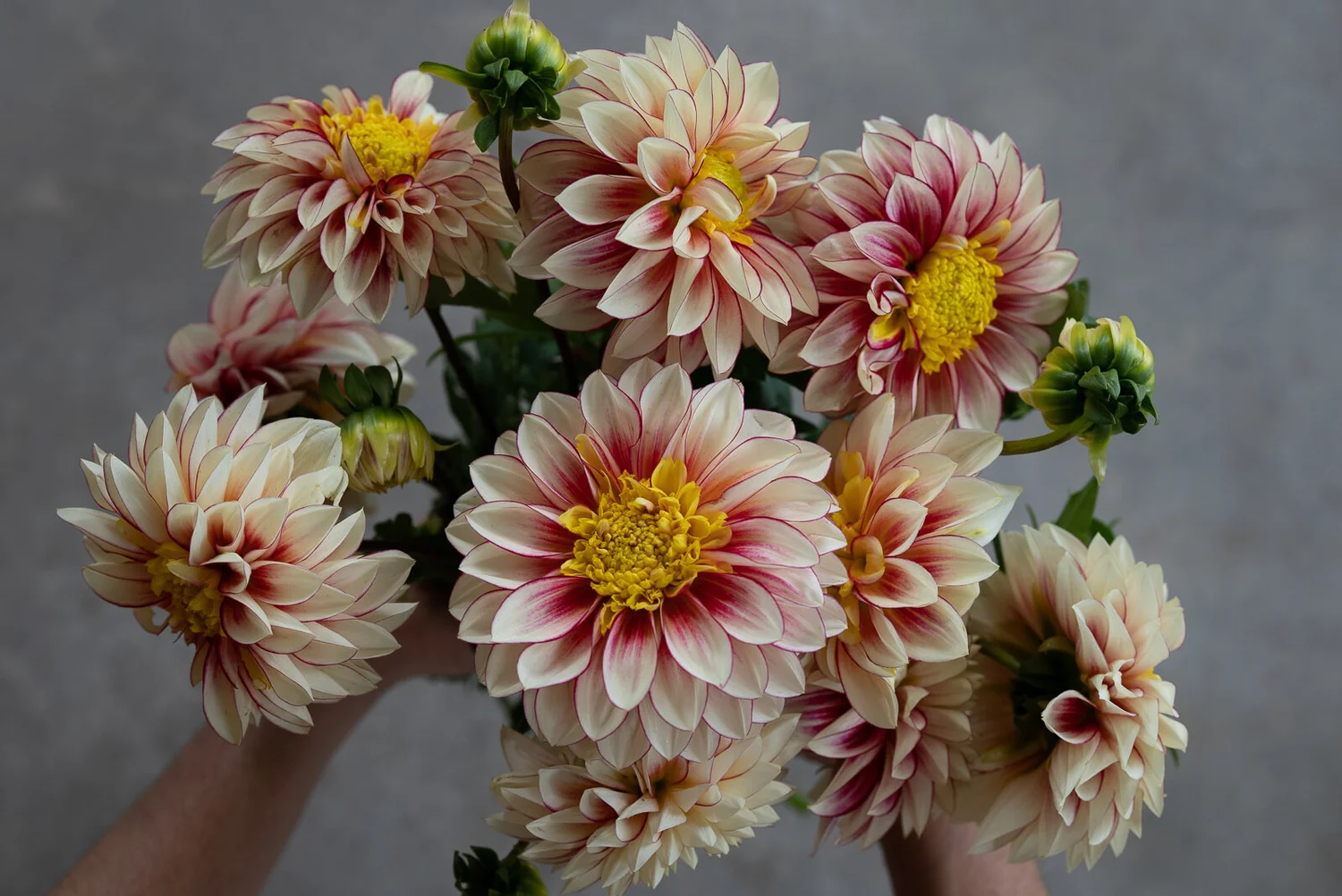 Bloomquist Compare Dahlia Tubers - Stunning Blooms for Your Garden ...