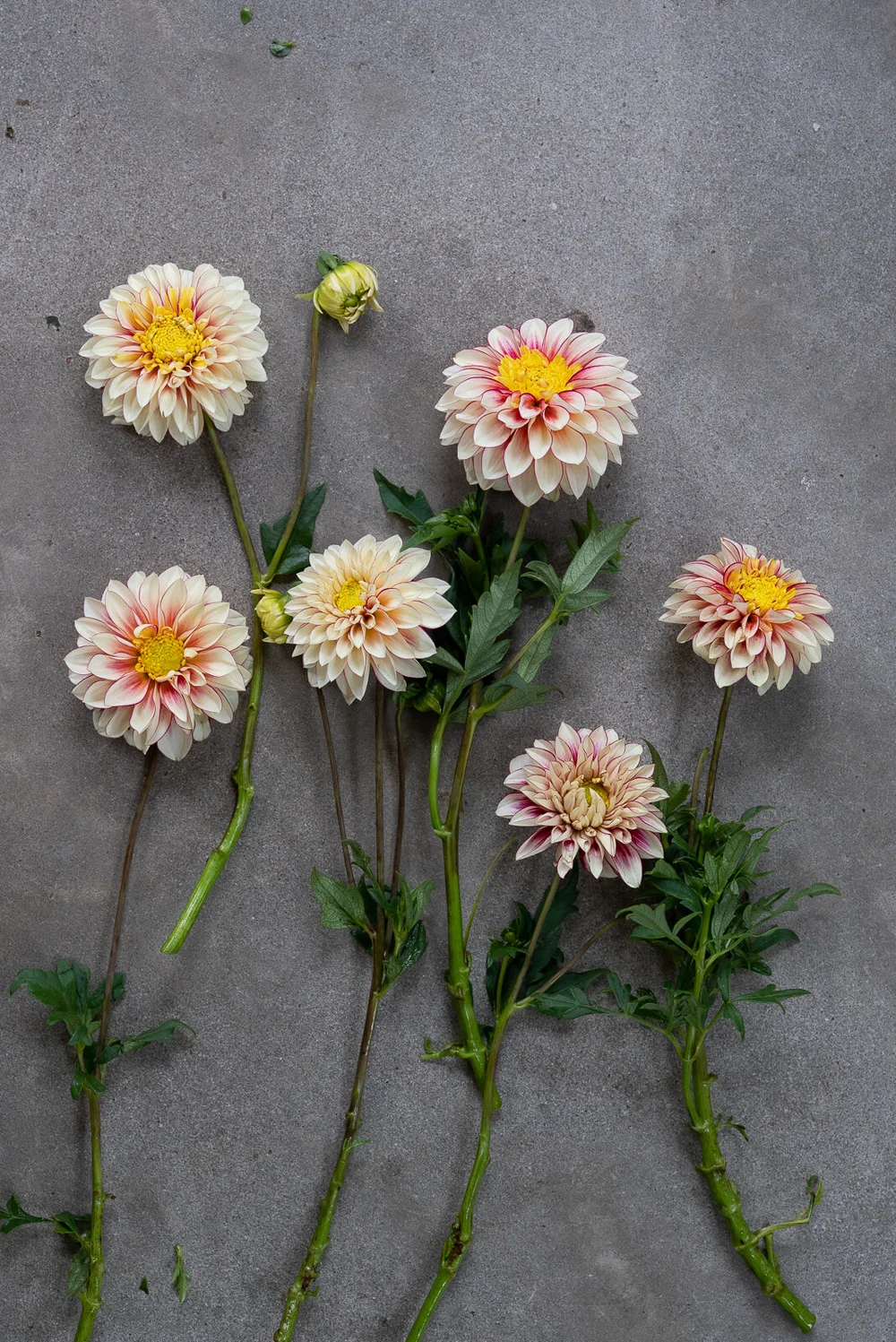 Bloomquist Compare Dahlia Tubers - Stunning Blooms for Your Garden ...