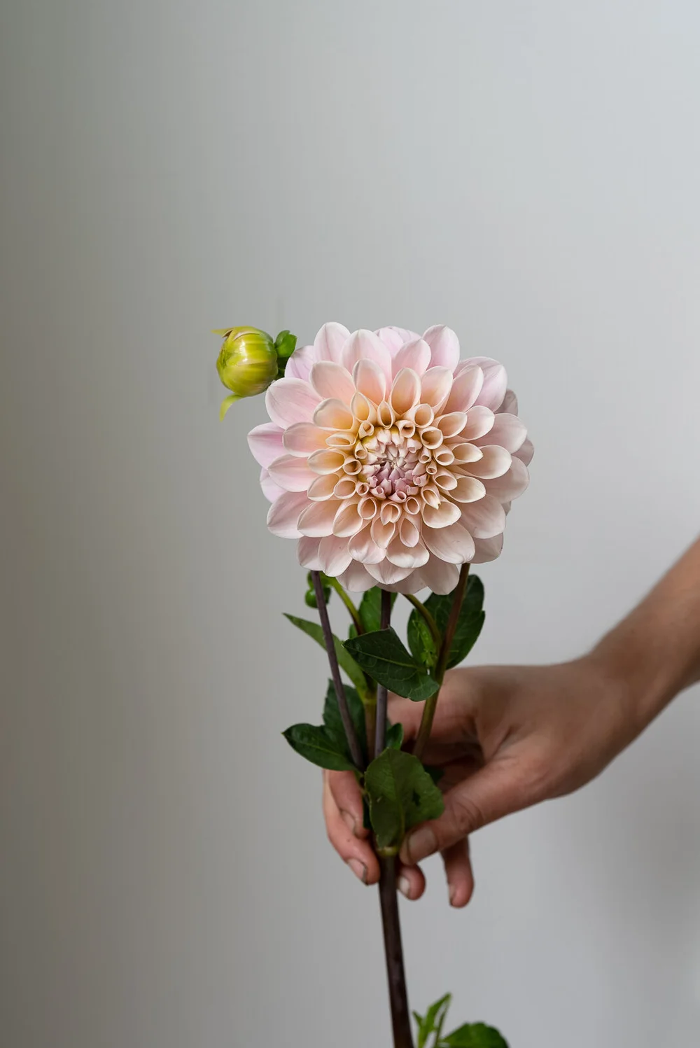 Bloomquist Compare Dahlia Tubers - Stunning Blooms for Your Garden ...