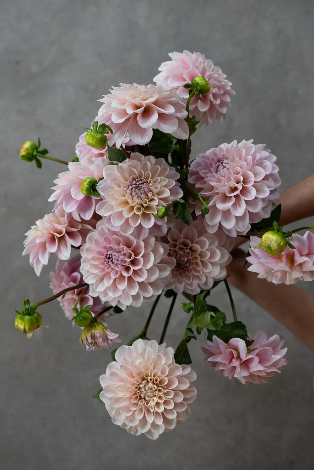 Dahlia ‘Preference’ – Pale Peach Semi-Cactus with Dark Foliage - Dahlia ...