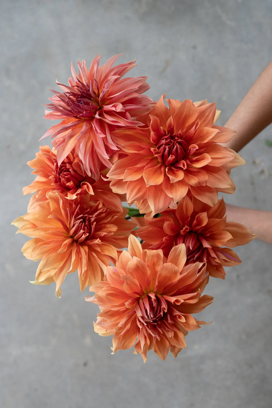 Flowerwell Flower Farm | Dahlia Tuber Shop | Dahlia Sylvia Craig Hunter ...