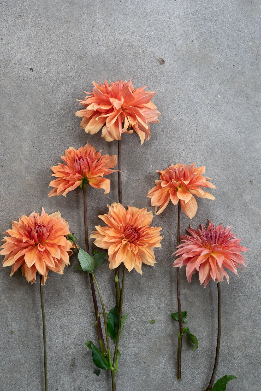 Flowerwell Flower Farm | Dahlia Tuber Shop | Dahlia Sylvia Craig Hunter ...