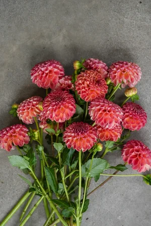 Flowerwell Flower Farm Dahlia Tuber Shop Dahlia Kelgai Ann