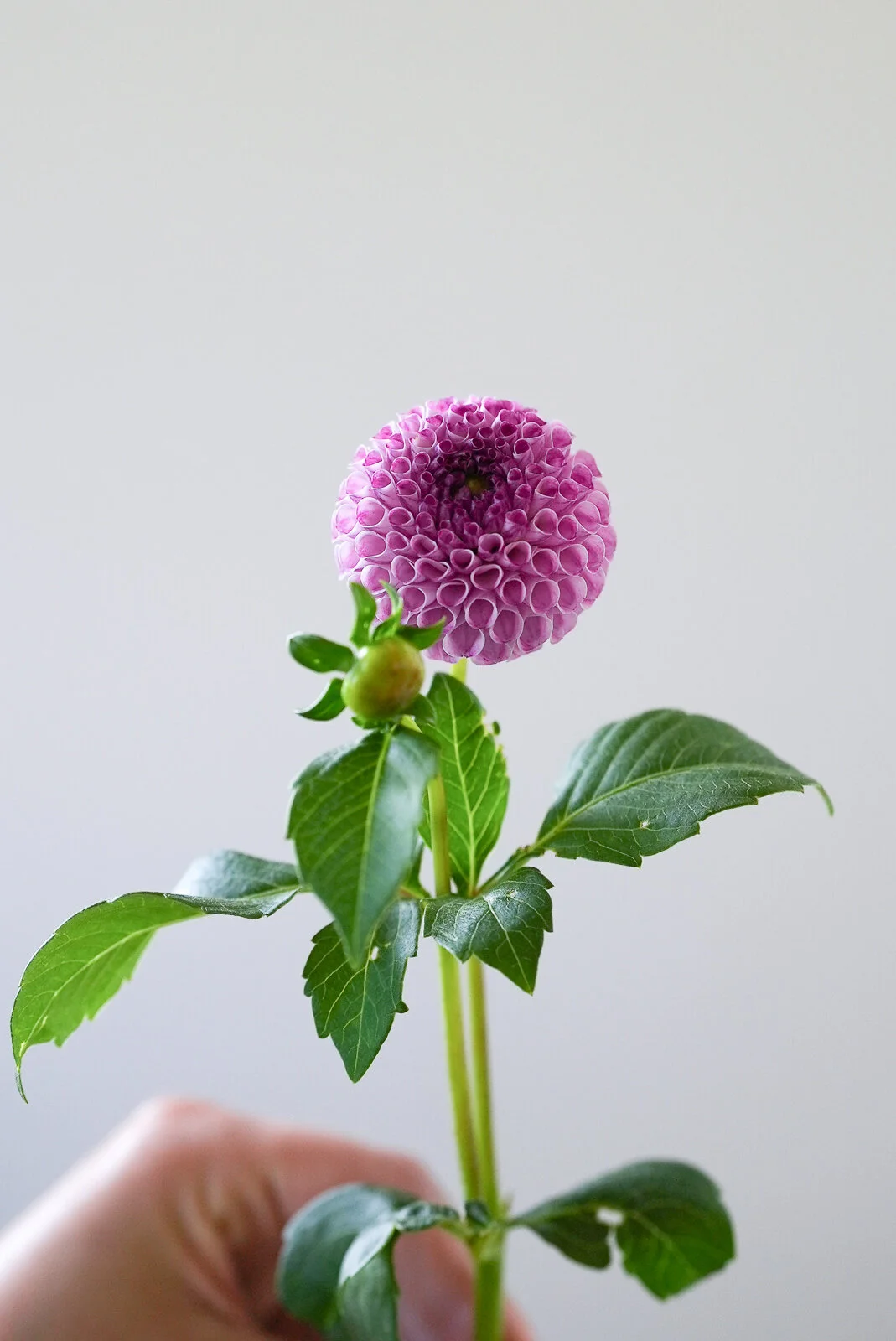 Flowerwell Flower Farm | Dahlia Tuber Shop | Dahlia Bloomquist Mojo ...