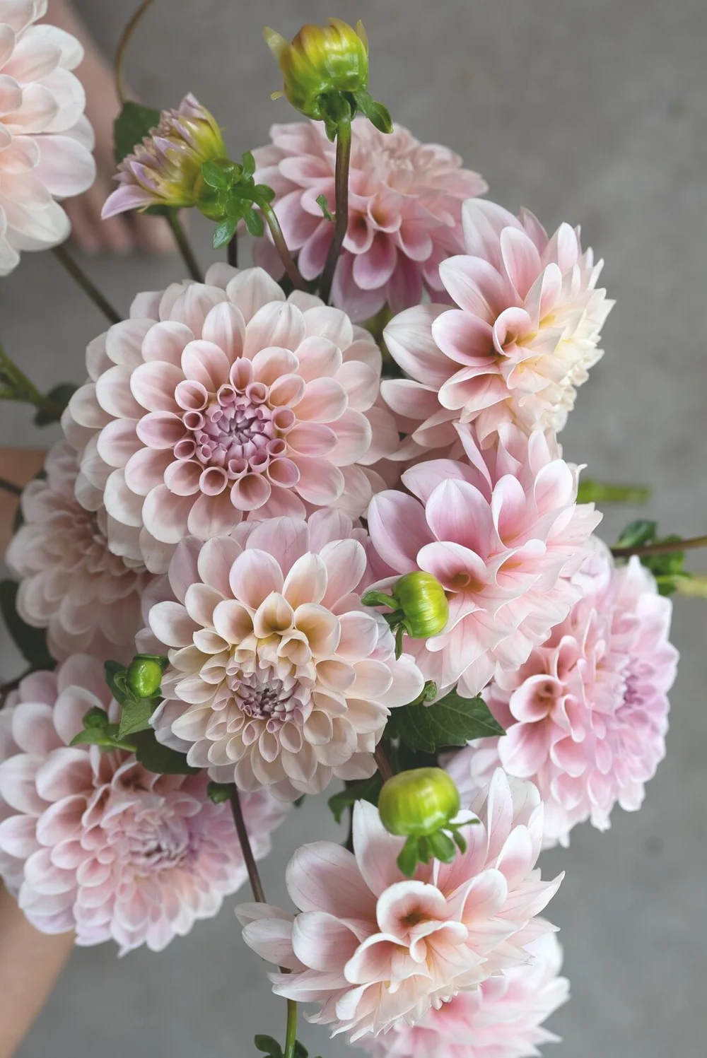 Dahlia ‘Preference’ – Pale Peach Semi-Cactus with Dark Foliage - Dahlia ...