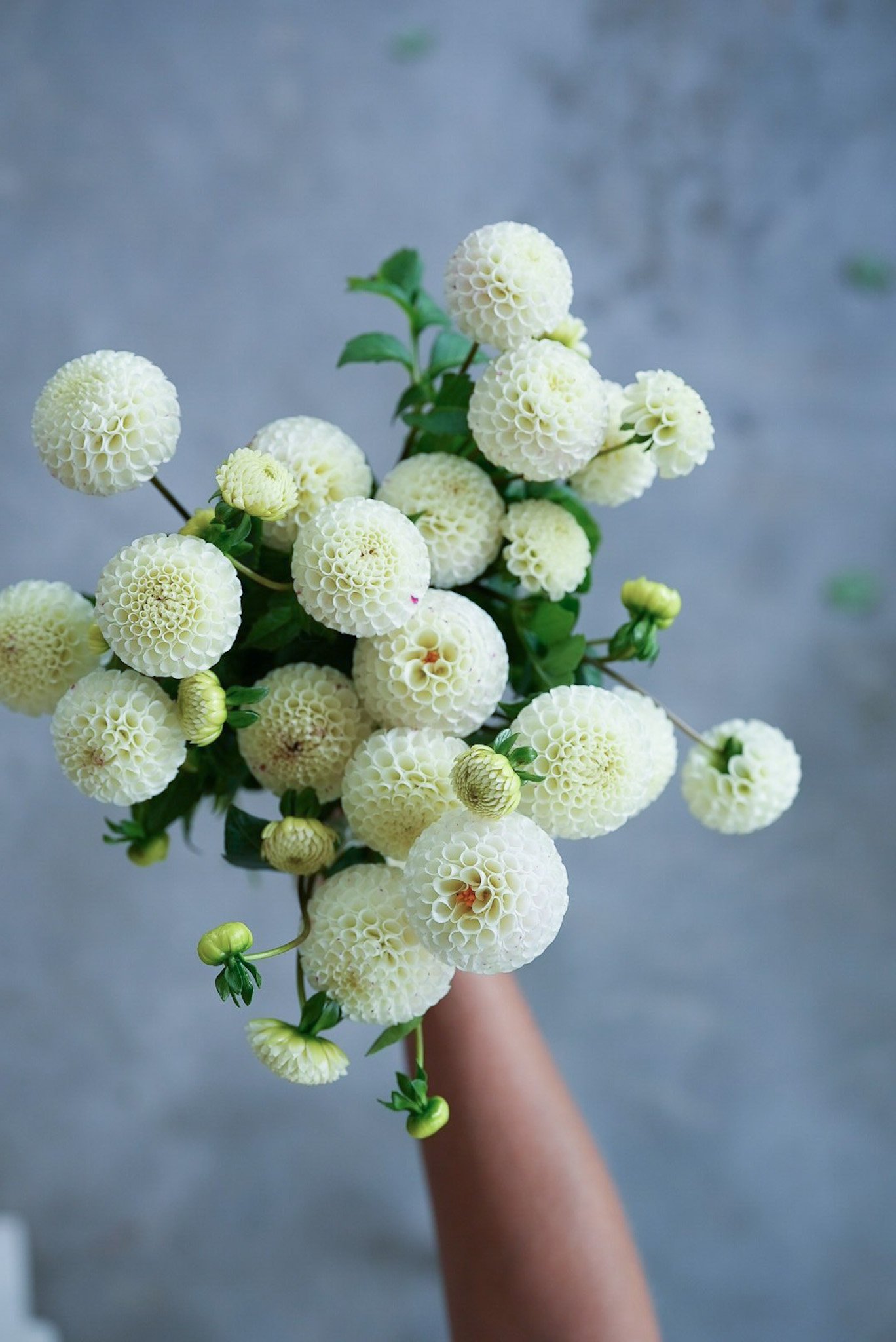 Flowerwell Flower Farm | Dahlia Tuber Shop | Dahlia Salish Twilight ...