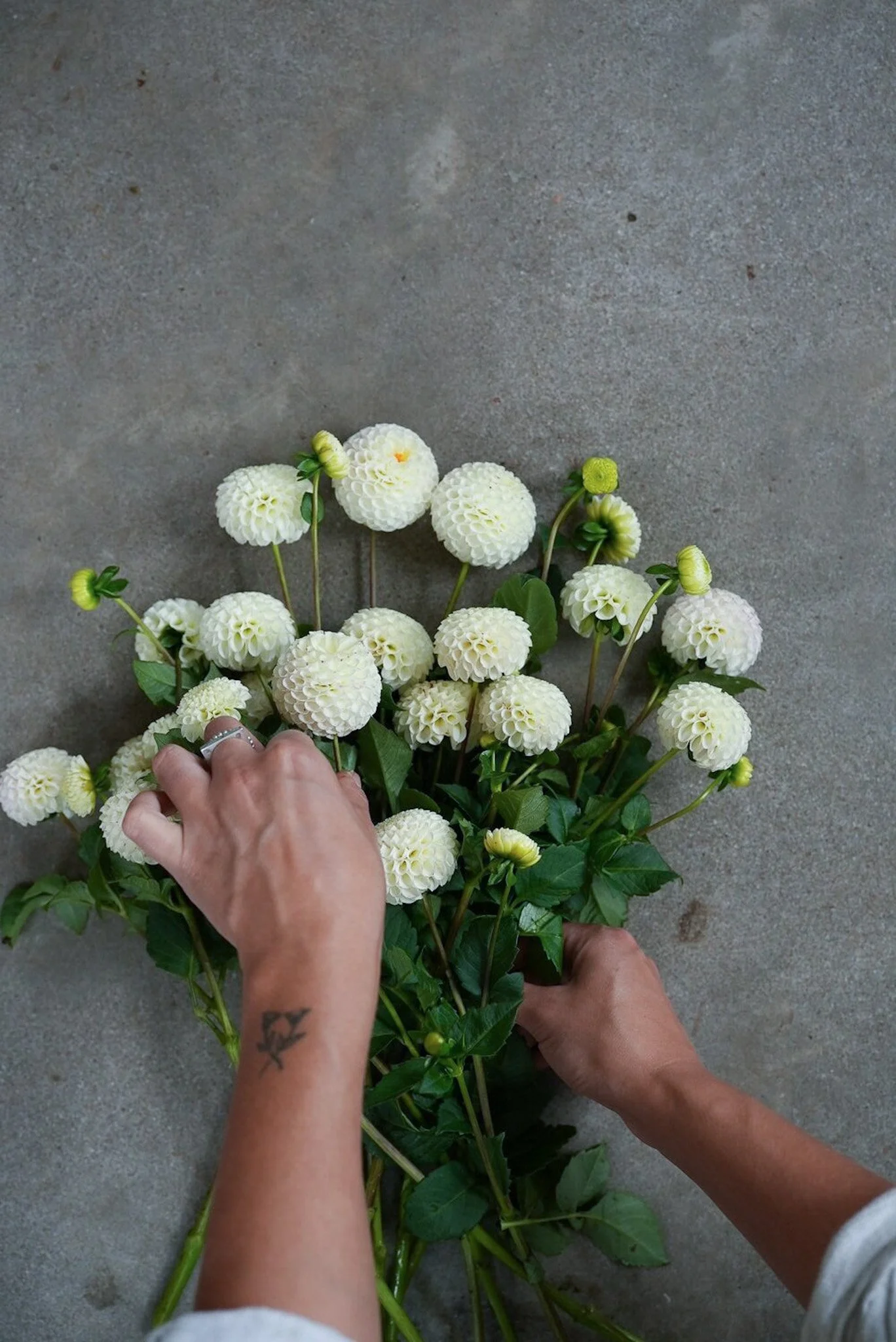 Flowerwell Flower Farm | Dahlia Tuber Shop | Dahlia Salish Twilight ...