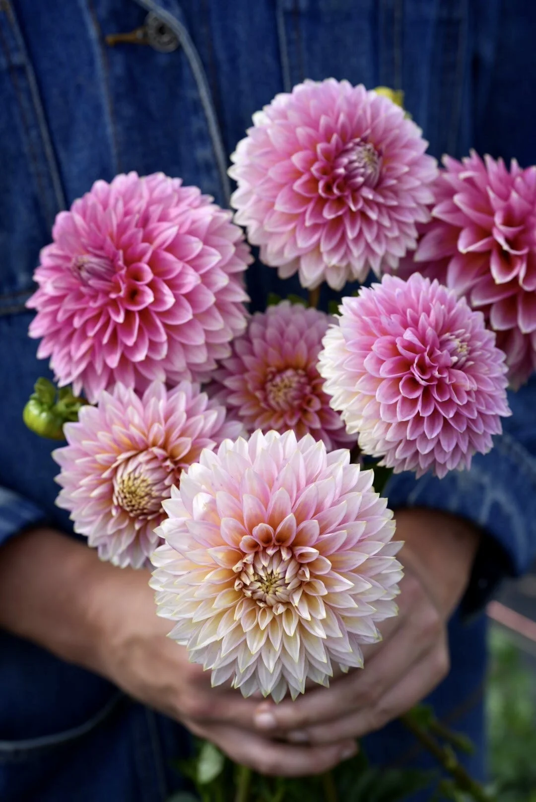 Flowerwell Flower Farm | Dahlia Tuber Shop | Dahlia Darcy — Flowerwell ...