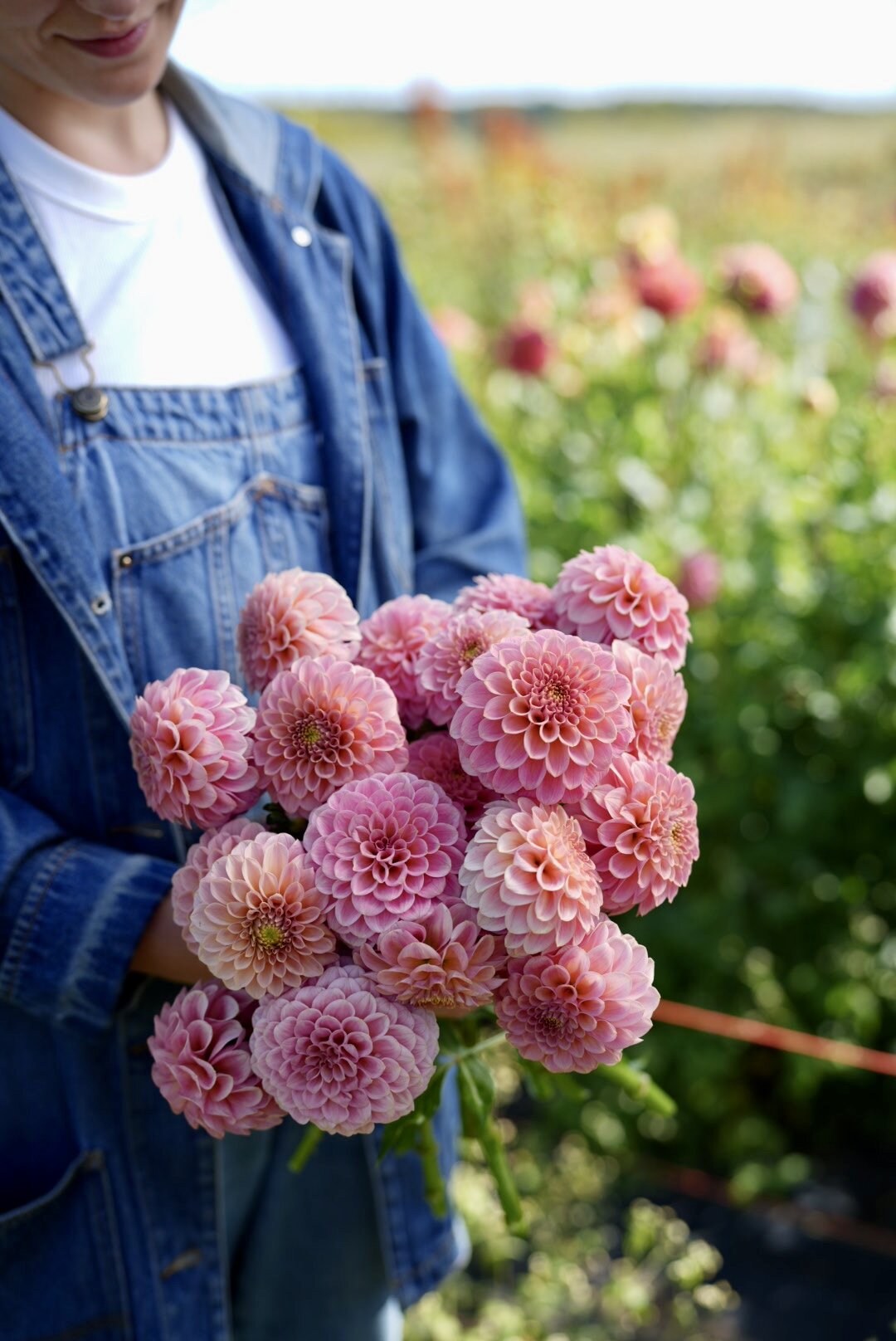 Flowerwell Flower Farm | Dahlia Tuber Shop | Dahlia Salish Twilight ...