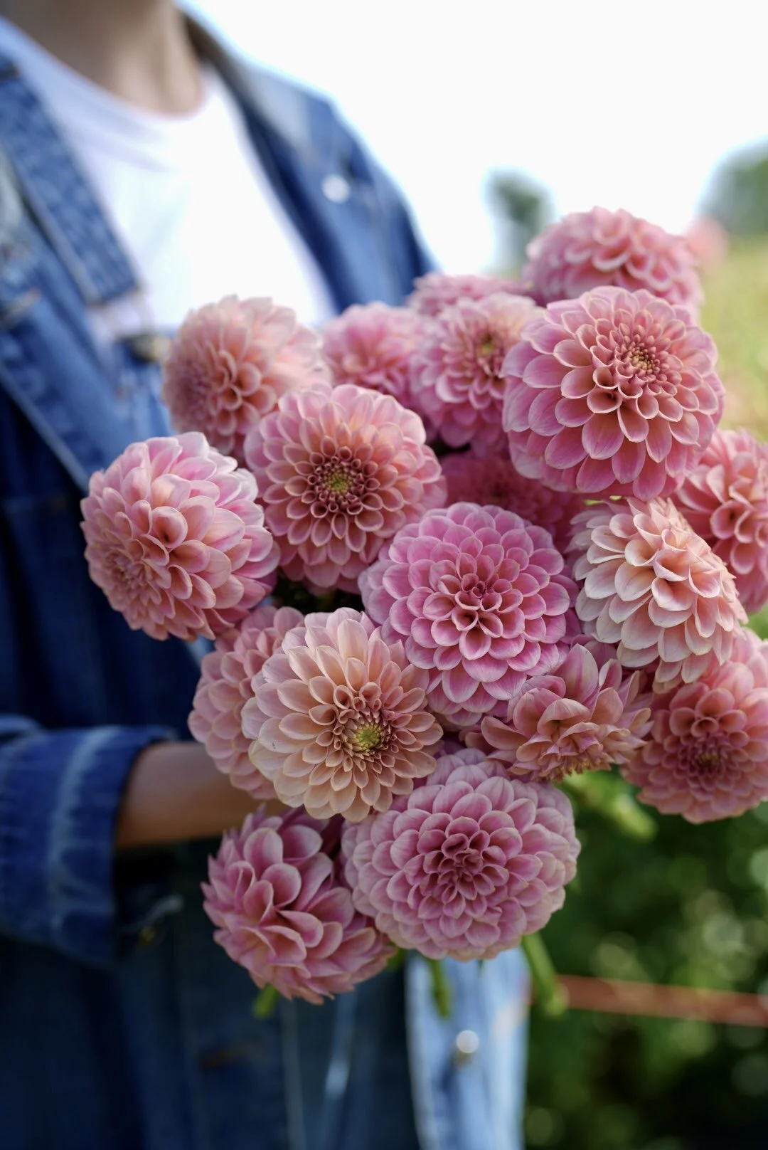 Flowerwell Flower Farm | Dahlia Tuber Shop | Dahlia Lark's Ebb ...