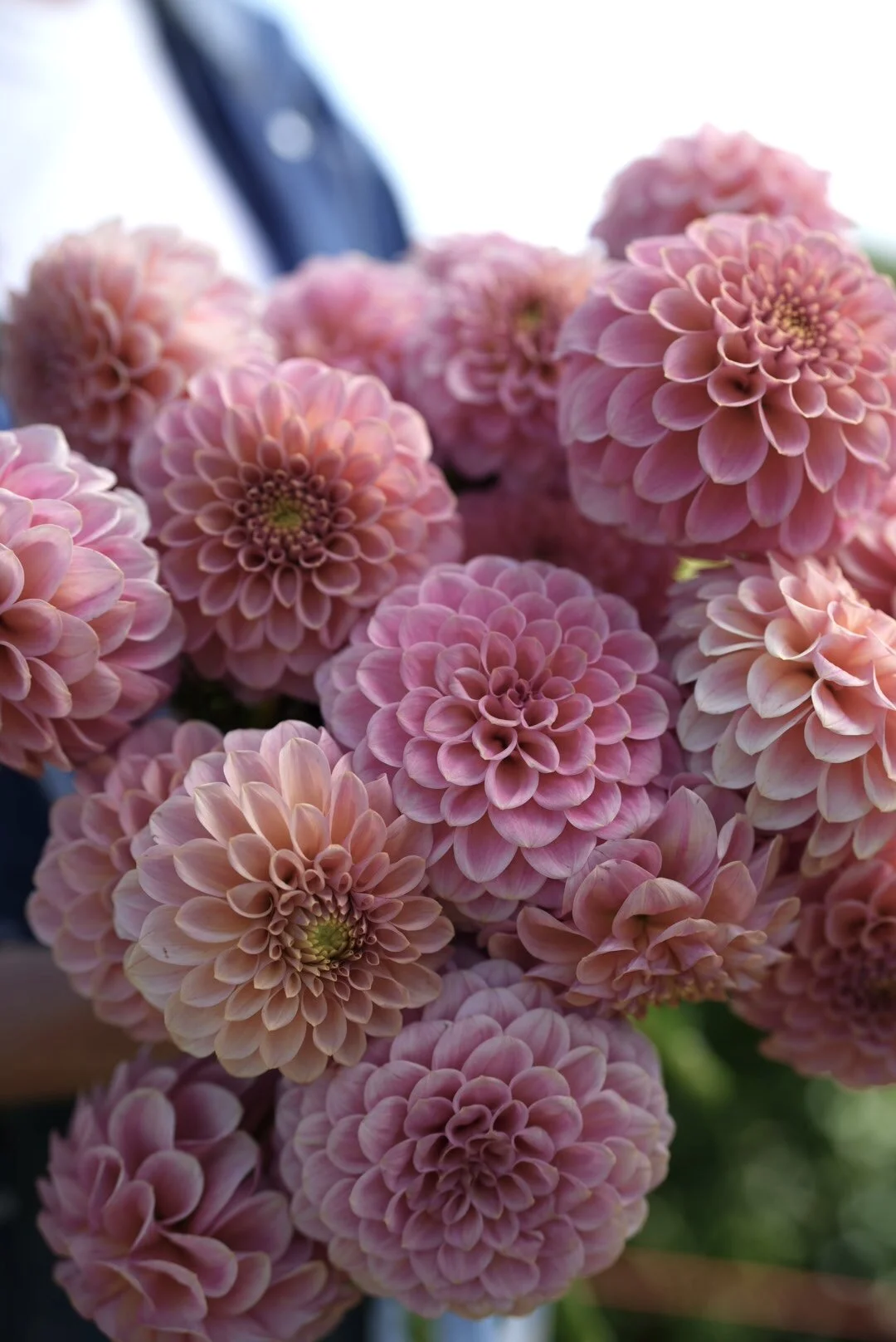 Flowerwell Flower Farm | Dahlia Tuber Shop | Dahlia Salish Twilight ...