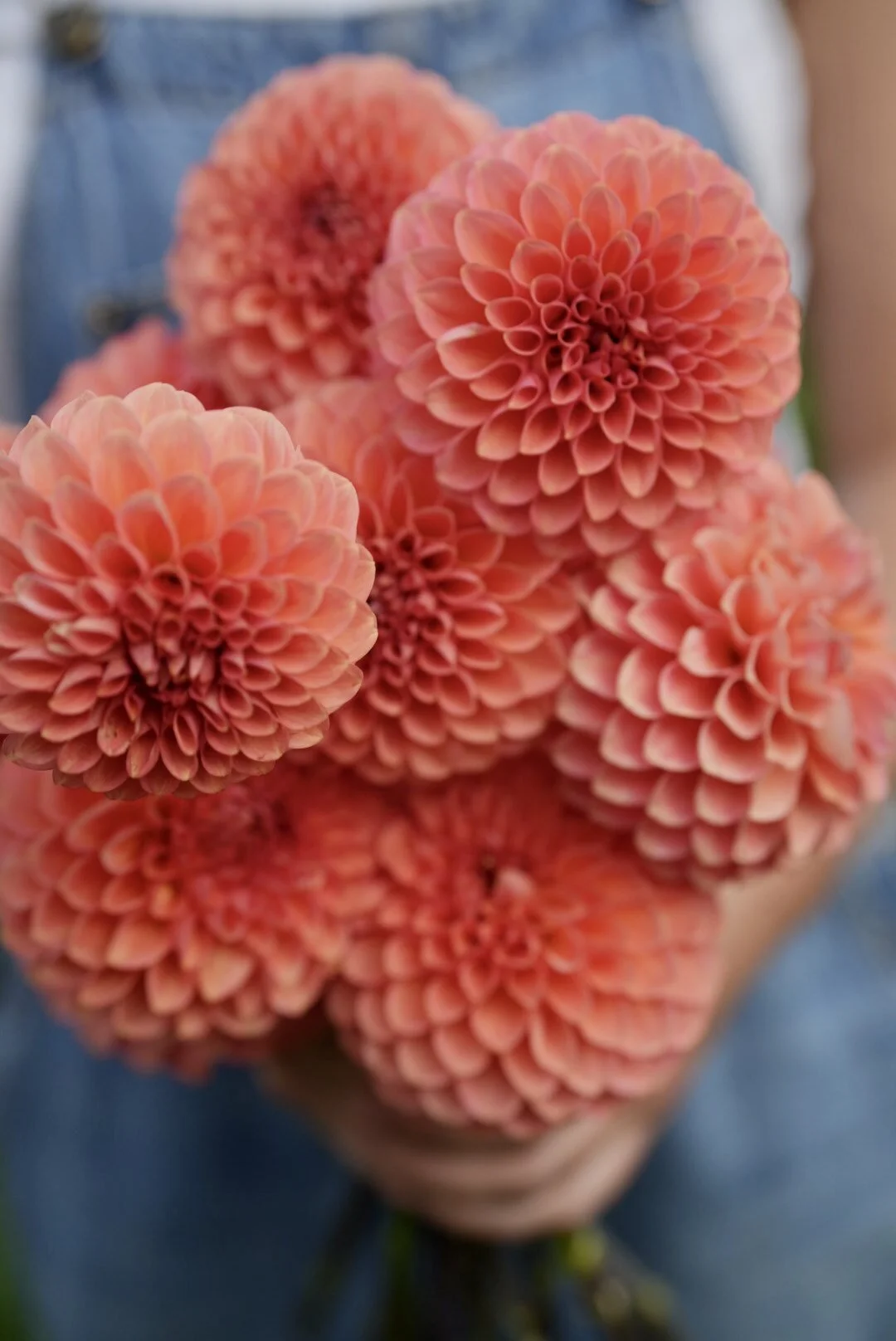 Flowerwell Flower Farm Dahlia Tuber Shop Dahlia Lark s Ebb