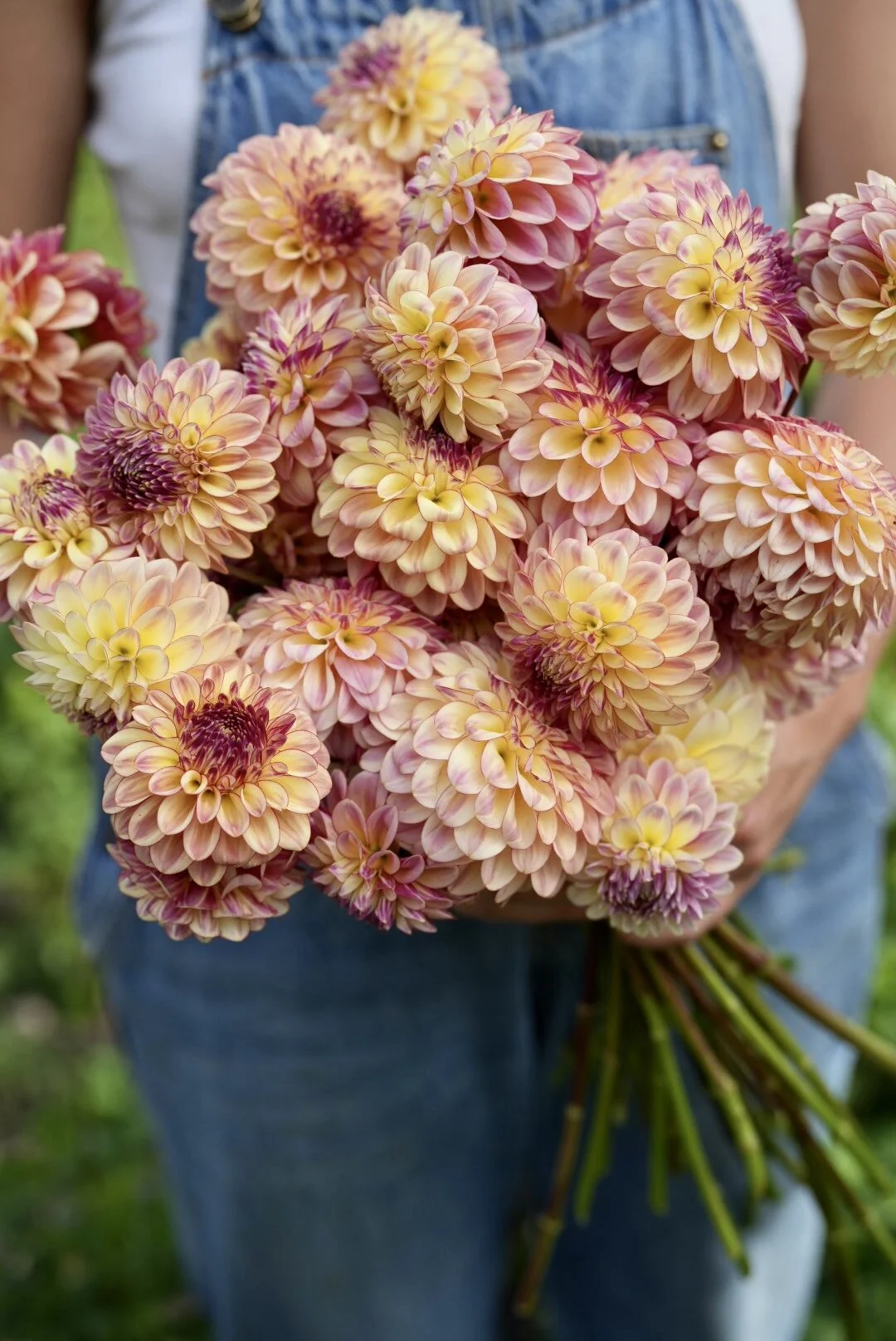 Flowerwell Flower Farm | Dahlia Tuber Shop | Dahlia Bloomquist Mojo ...