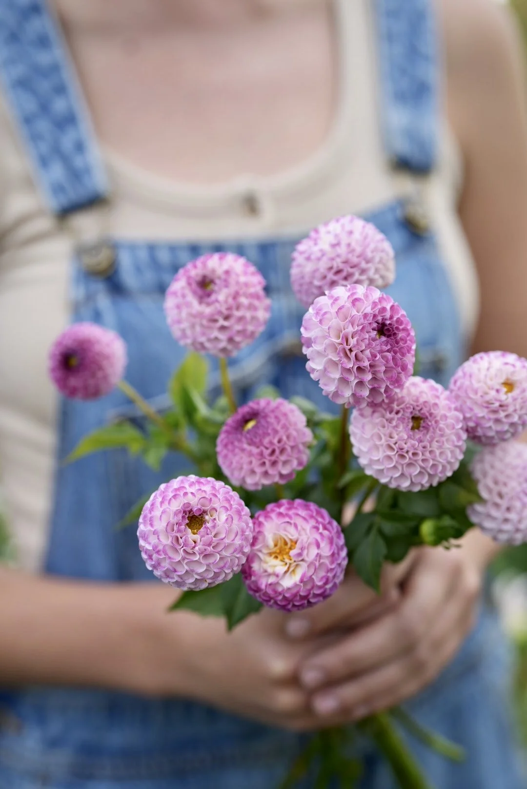 Flowerwell Flower Farm | Dahlia Tuber Shop | Dahlia Bloomquist Mojo ...