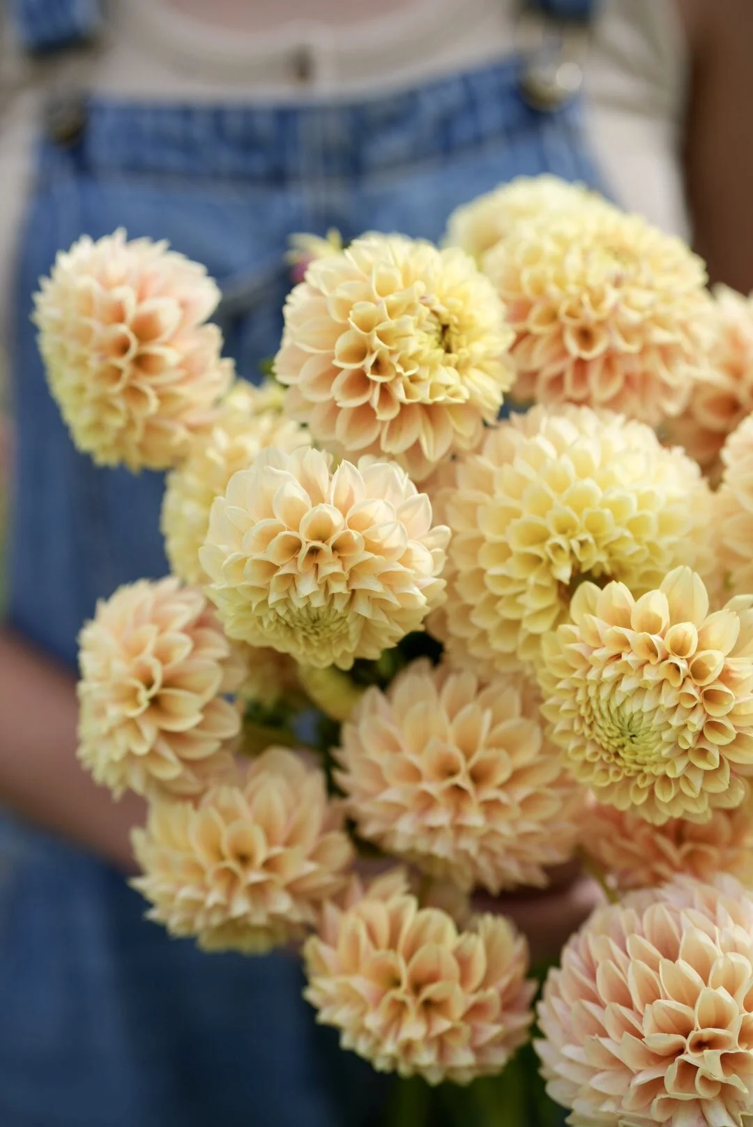 Flowerwell Flower Farm | Dahlia Tuber Shop | Dahlia Bloomquist Mojo ...