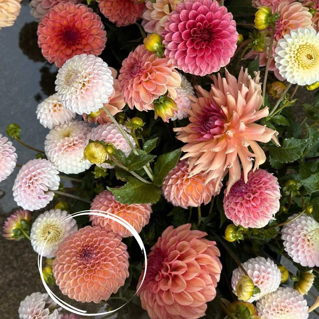 Flowerwell Flower Farm | Dahlia Tuber Shop | Dahlia Bloomquist York ...