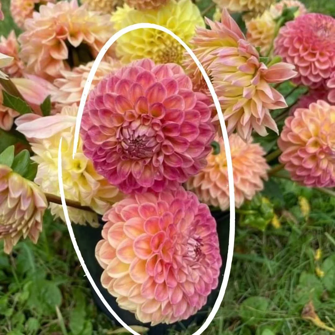 Flowerwell Flower Farm | Dahlia Tuber Shop | Dahlia Bloomquist Mojo ...