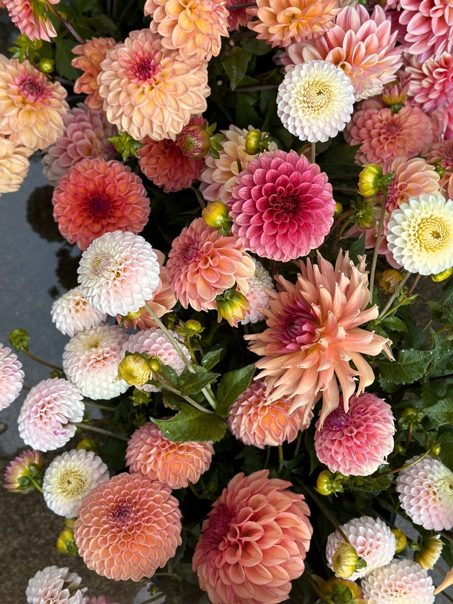 Flowerwell Flower Farm | Dahlia Tuber Shop | Dahlia Bloomquist Mojo ...
