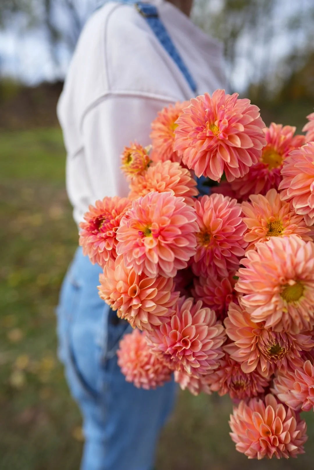 Levi's Revenant Dahlia Bulbs by Breeder Levi Tremblay – Bold, Unique ...