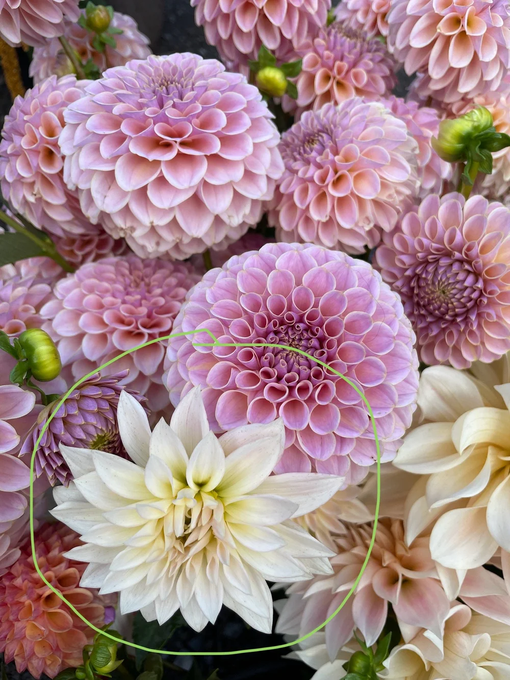 Bloomquist Compare Dahlia Tubers - Stunning Blooms for Your Garden ...