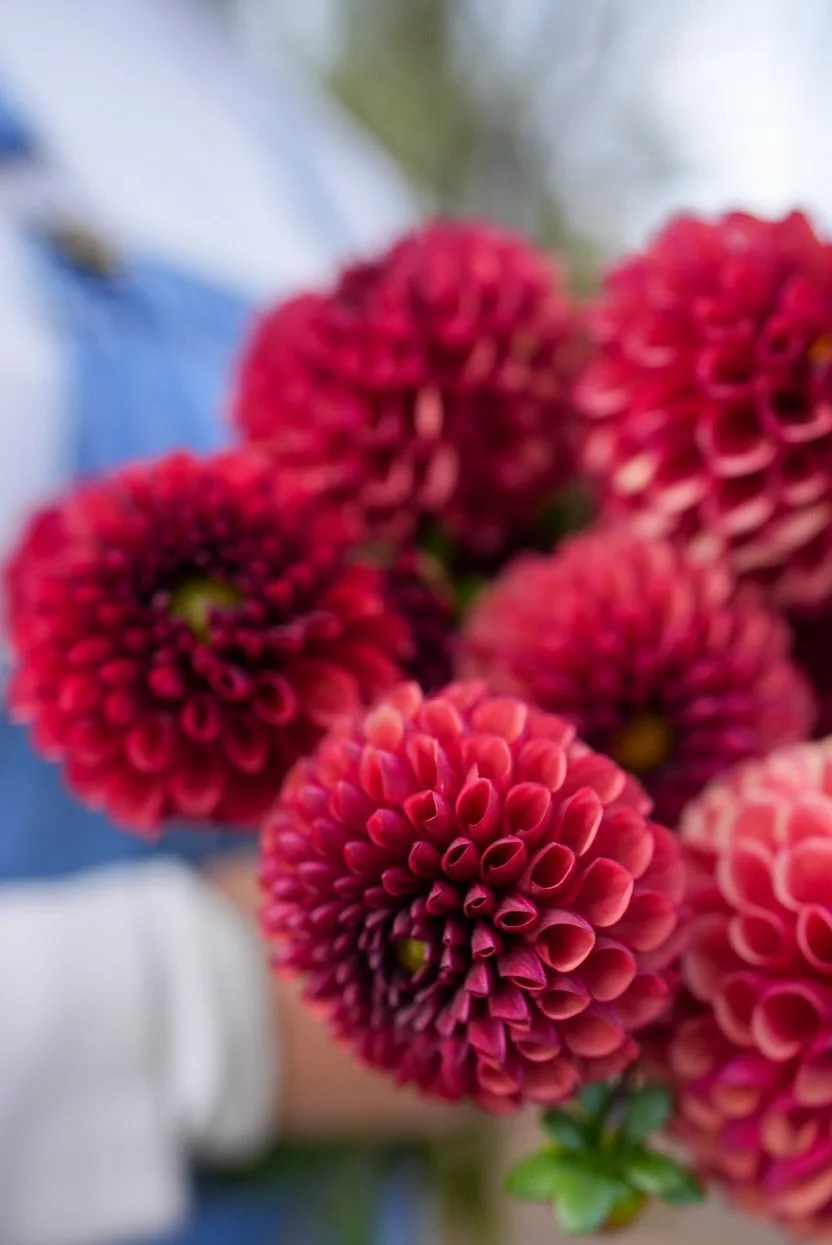 Bloomquist Compare Dahlia Tubers - Stunning Blooms for Your Garden ...