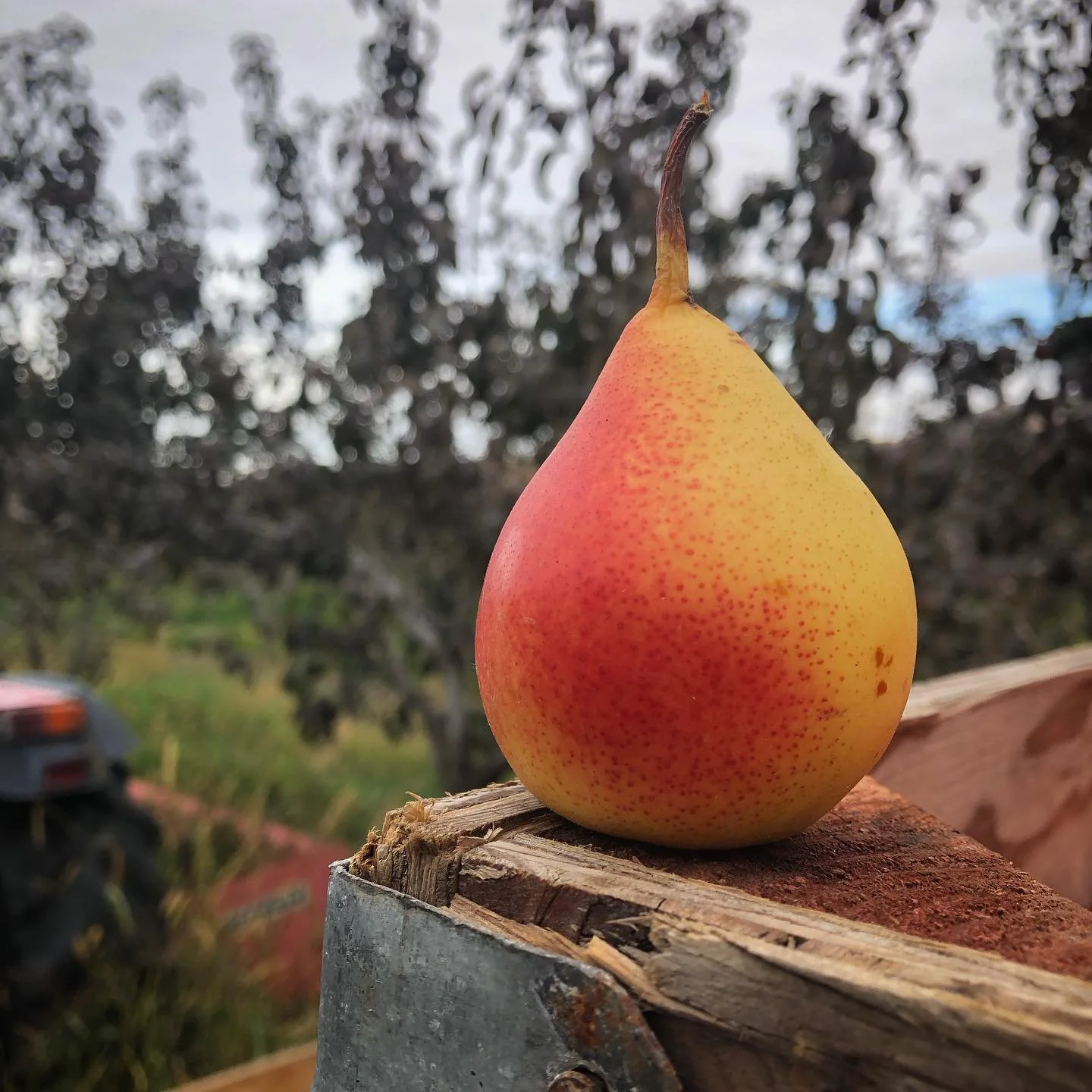 Semi-Dry Perry — Snowdrift Cider Co.