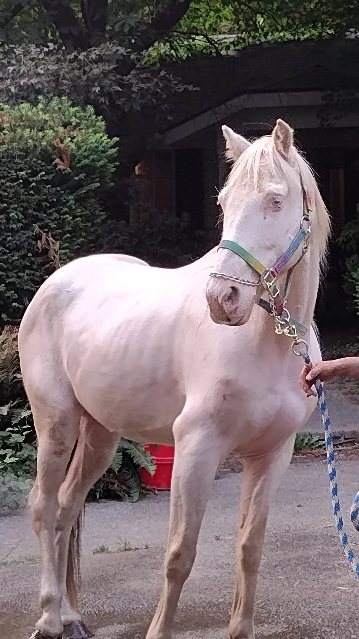 Adoptable Animals — Golden Owl Riding School