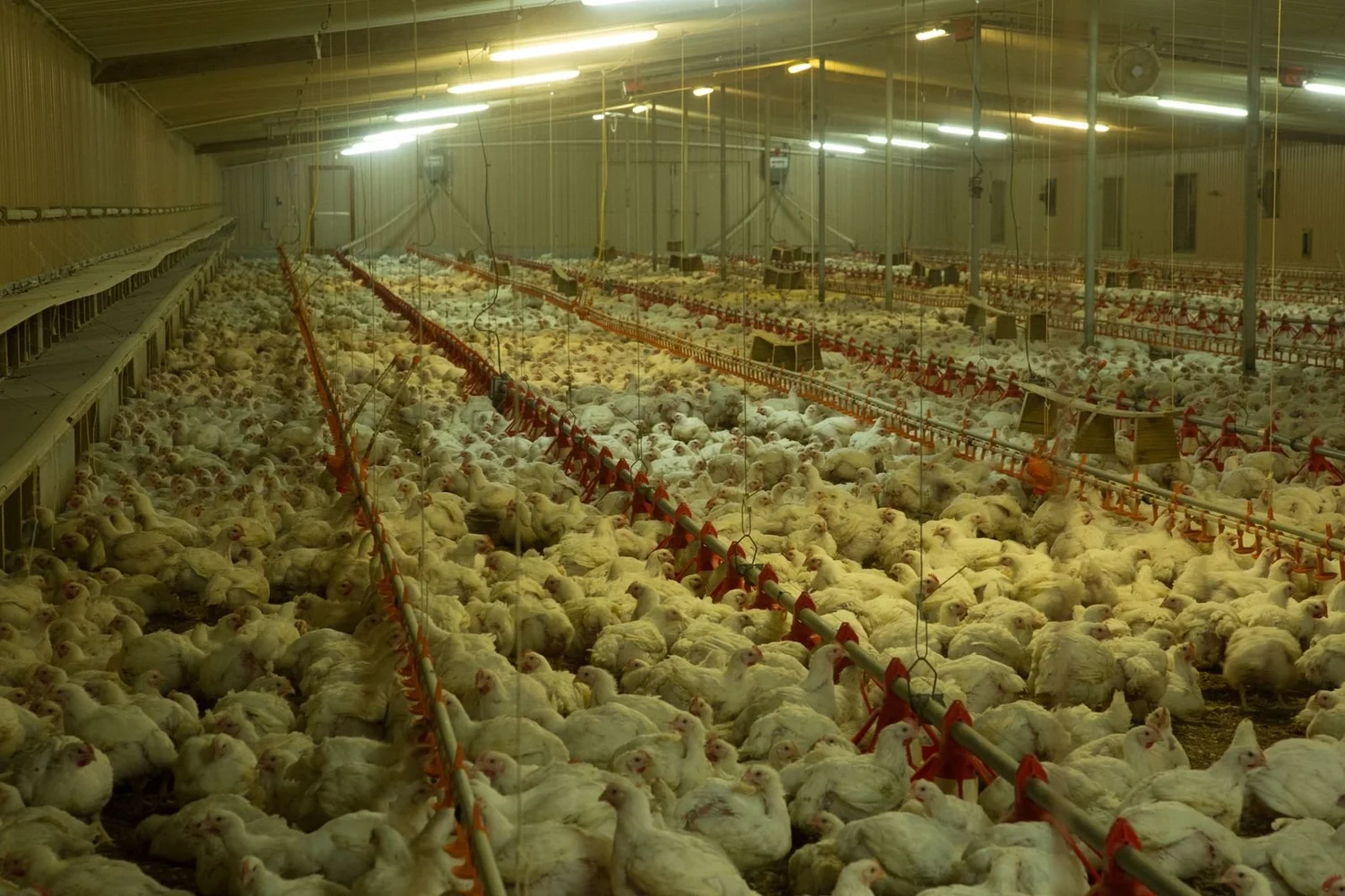 Animal organisation calls on KFC to improve “harsh, dirty, and ...