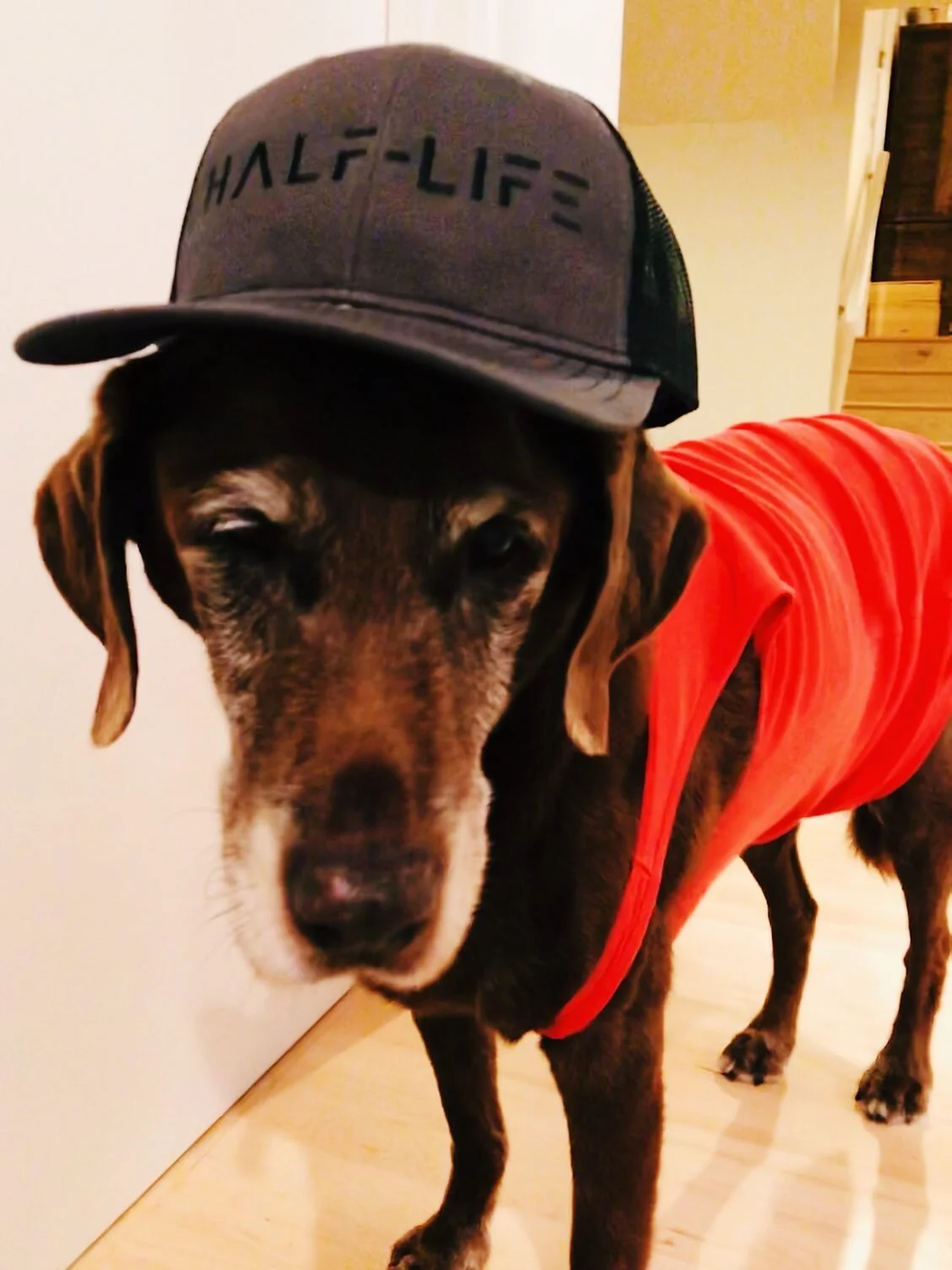 What Does The Saying You Cant Teach An Old Dog New Tricks Mean