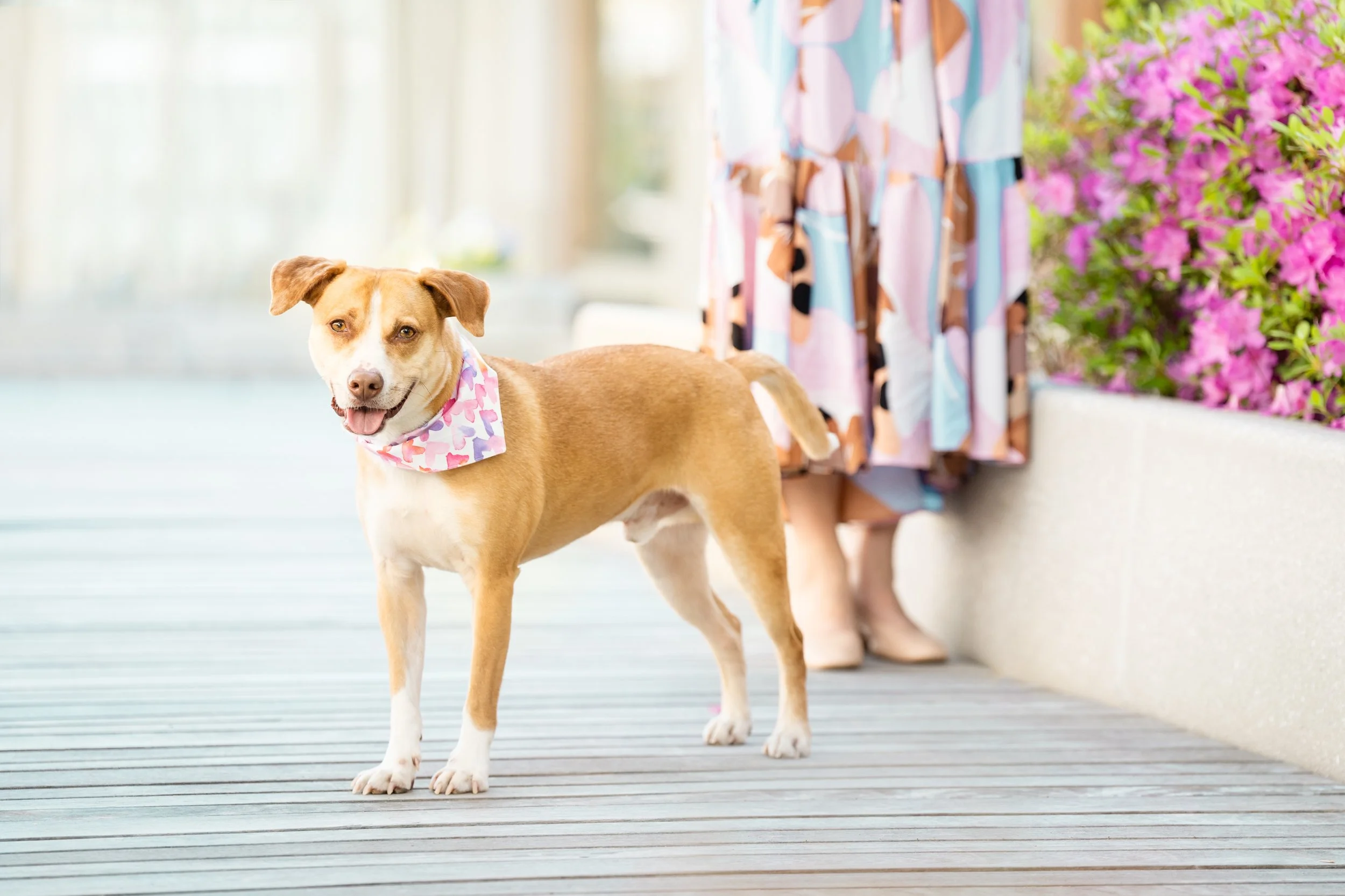 Beloved Pet & Equine Photography - Pet Photographer Richmond VA