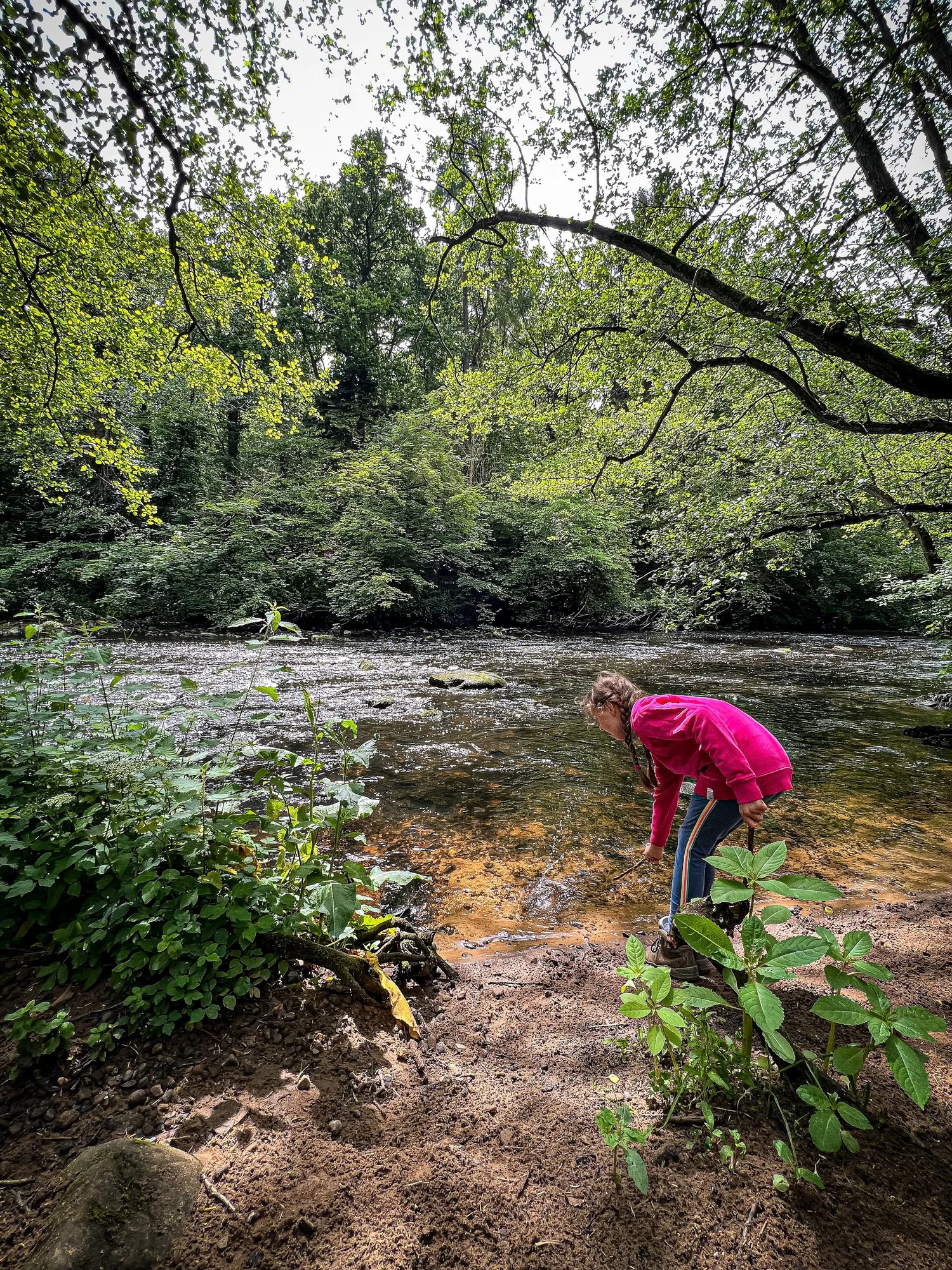 The Reluctant Explorers: Yorkshire Walking With Kids — Nidd Gorge Woods ...