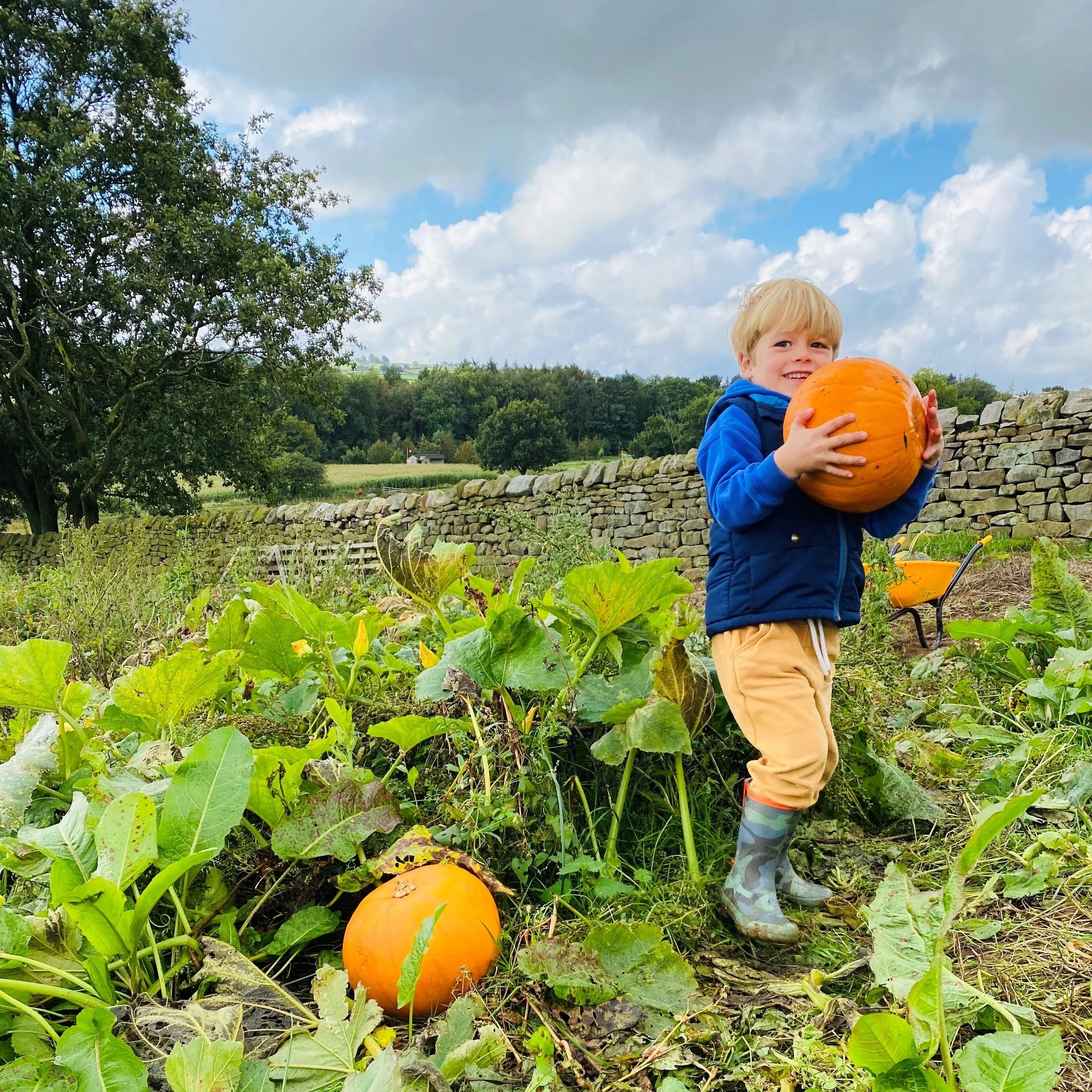 10 Places to go Pumpkin Picking in the Yorkshire Dales 2023 — The ...