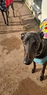 General 1 — Alfies dream for greyhounds