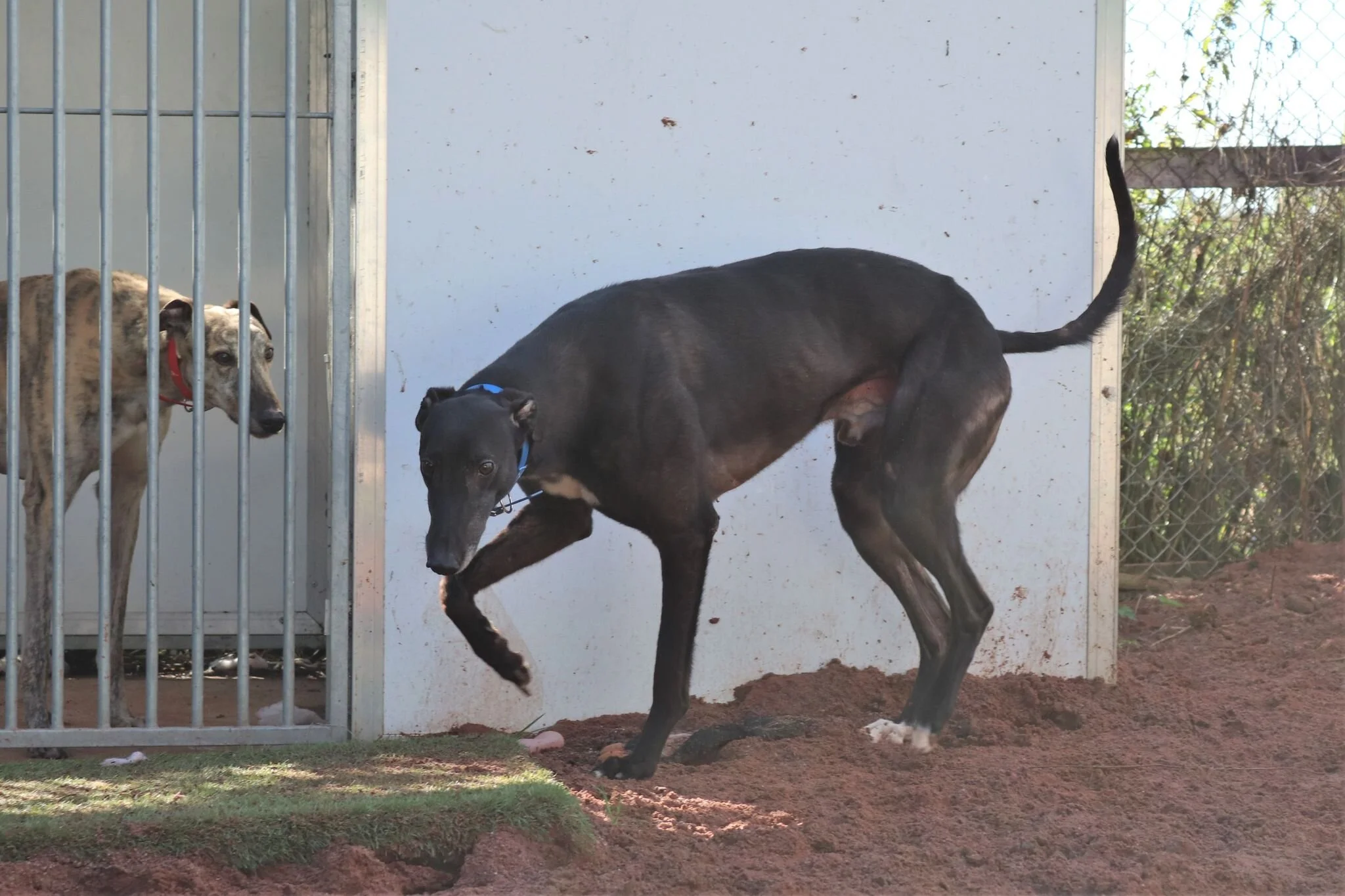 General 1 — Alfies dream for greyhounds
