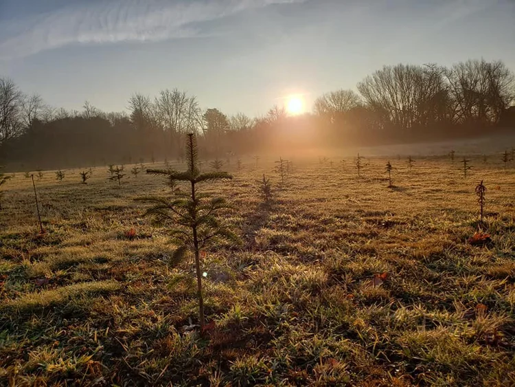 Christmas Trees and Care — Farm at Raven Brook