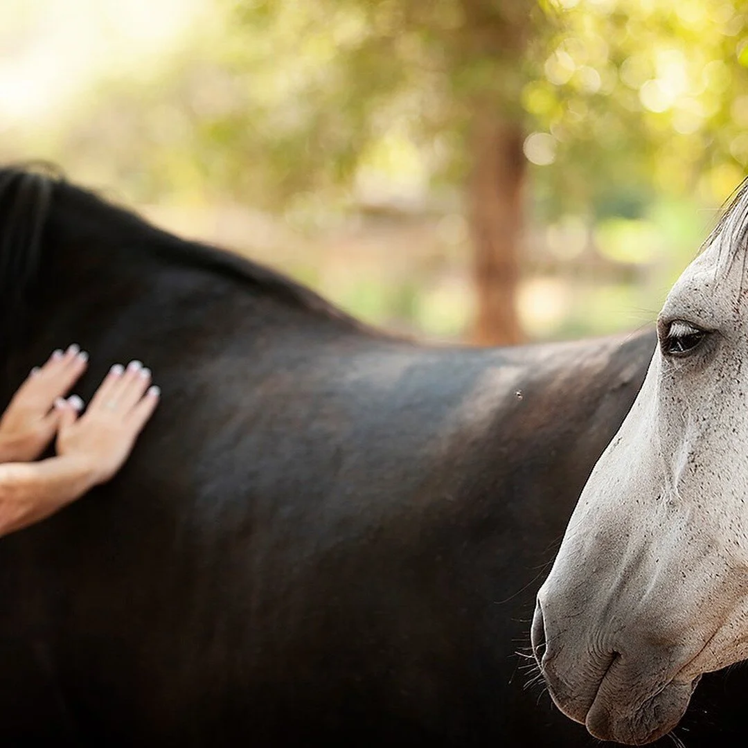 Horse Boy Method Certification — Smiling Goat Ranch