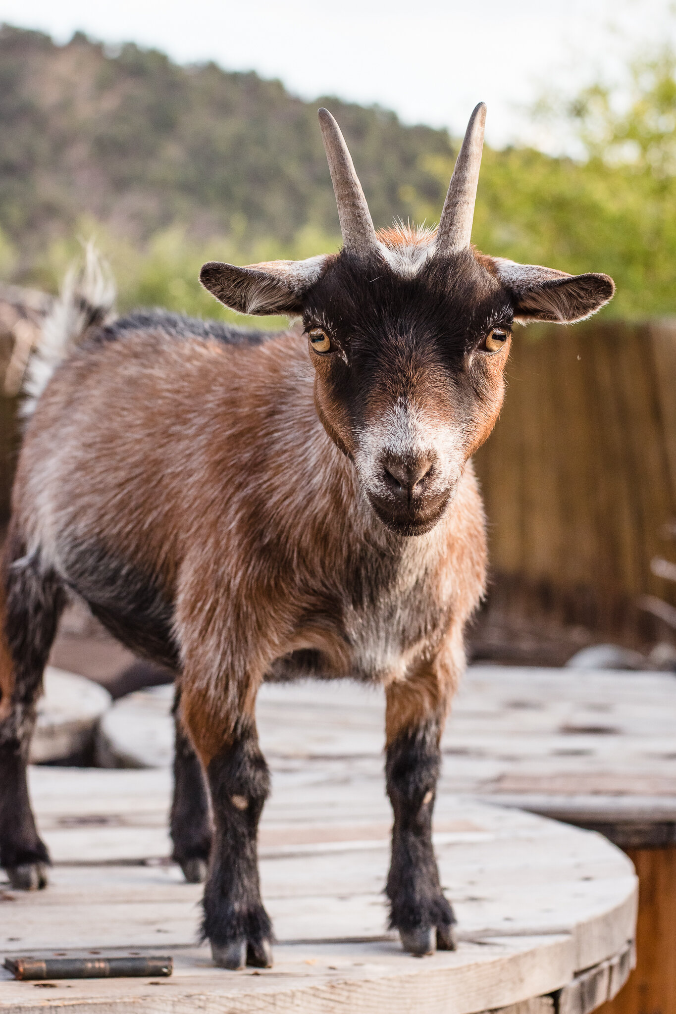Our Herd — Smiling Goat Ranch