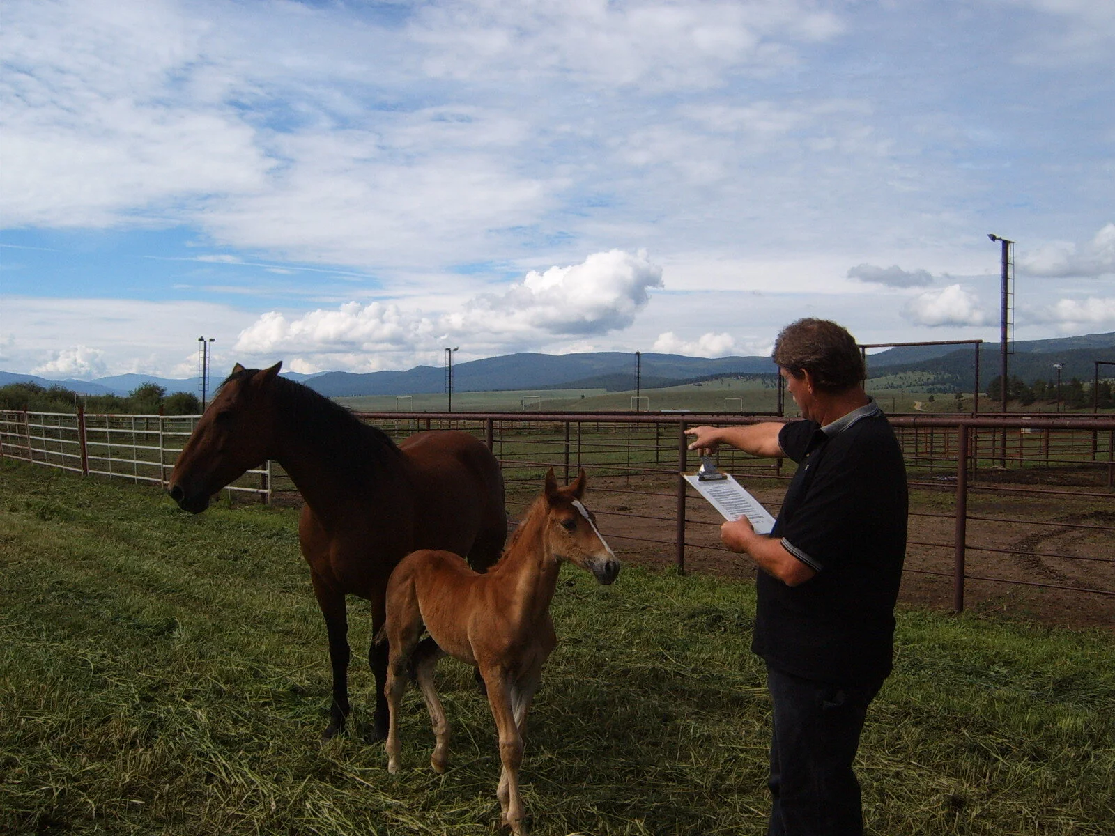 Equine Expert Witness | Horse Appraisals - Gary Clay